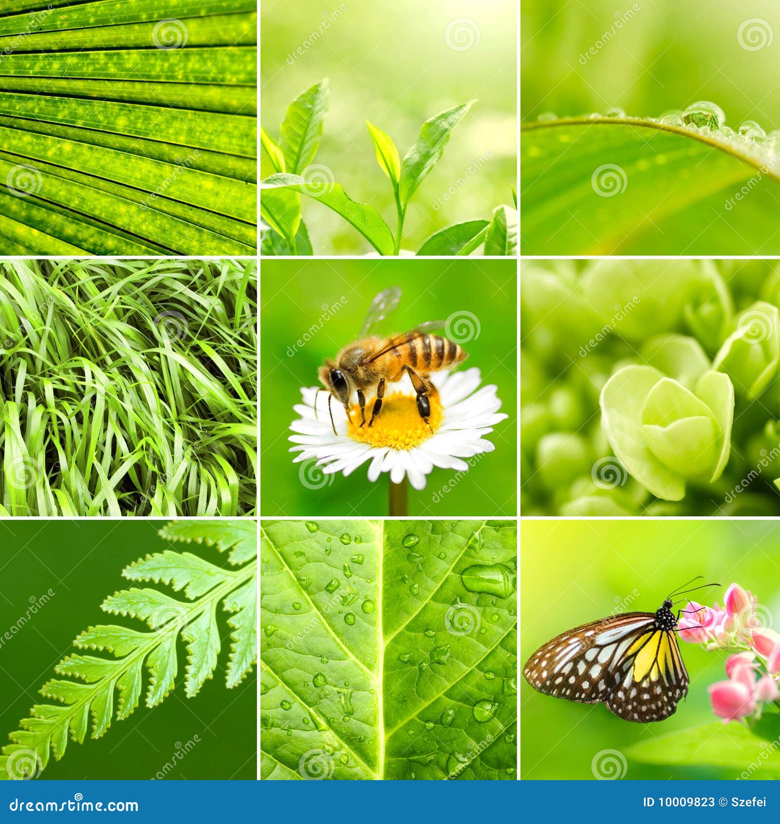Spring collage background stock image. Image of collect - 10009823