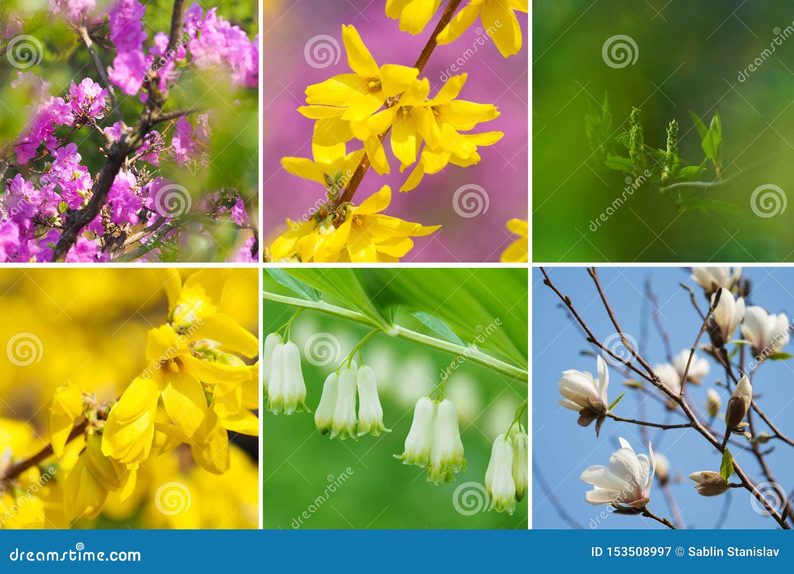 Spring Collage with Bright Colors. Stock Image - Image of fresh, nature ...