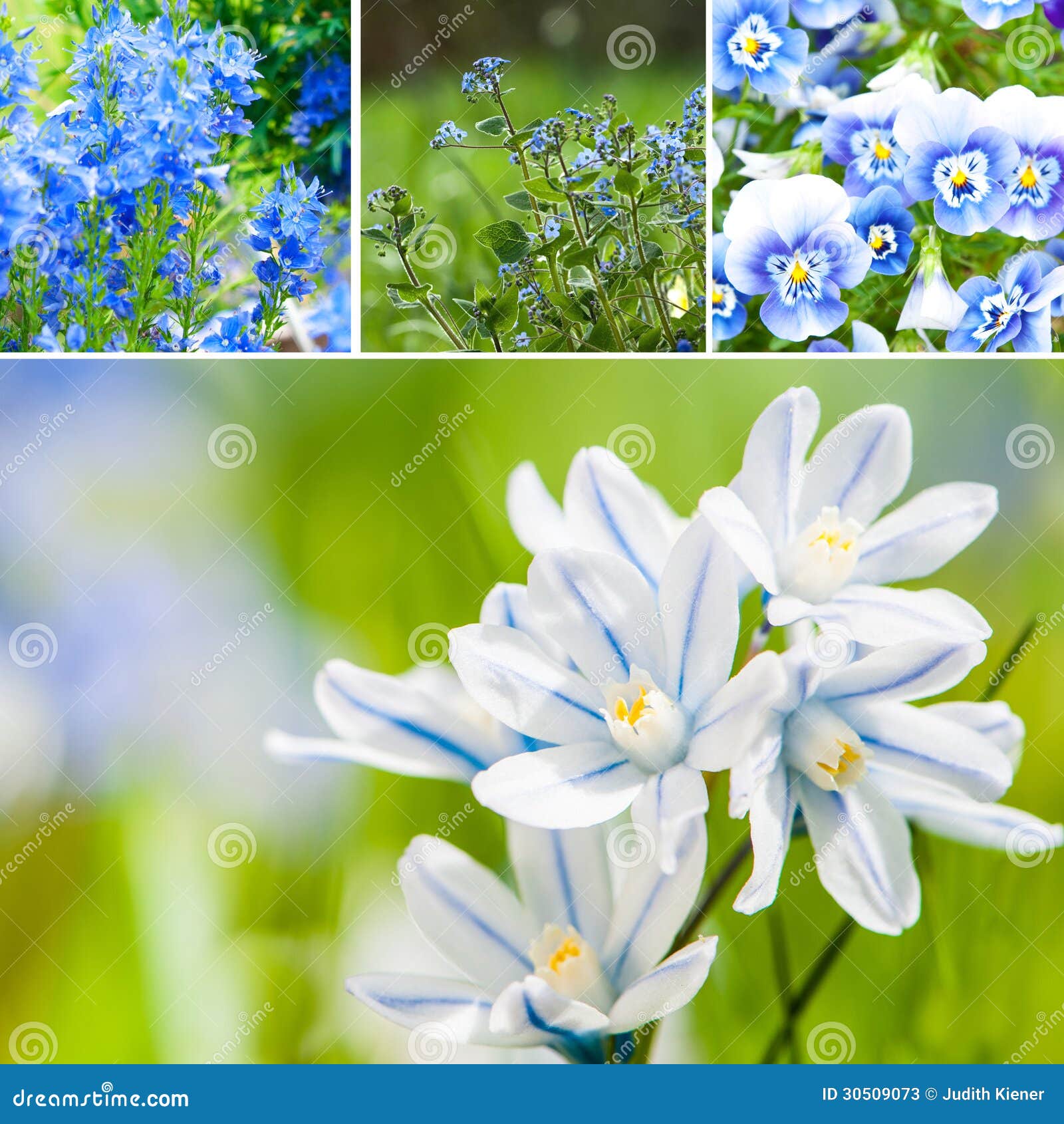 Spring collage stock image. Image of daisy, collage, sweet - 30509073