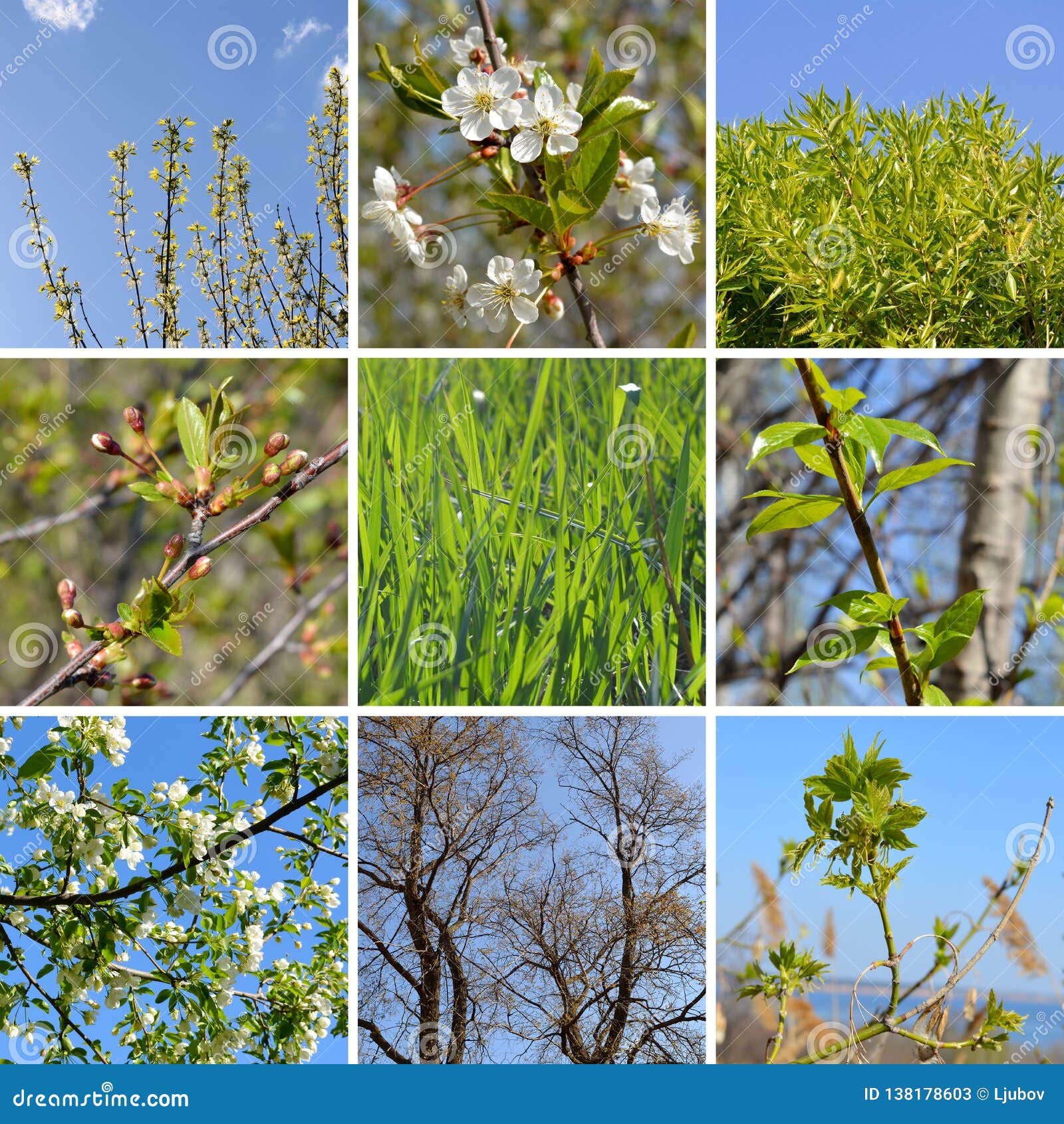 Spring Collage With First Green Leaves, Grass And White Flowers Of ...