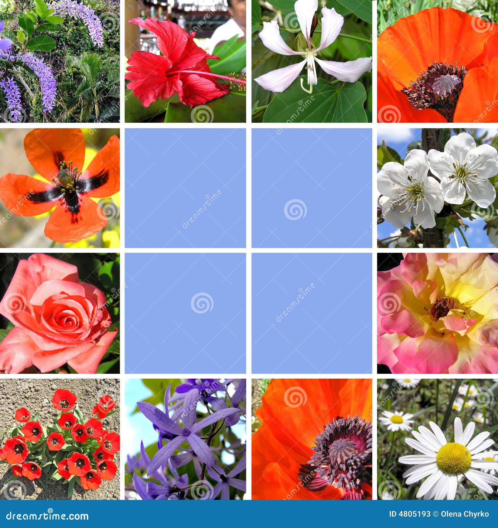 Spring collage flowers stock image. Image of blooming - 4805193