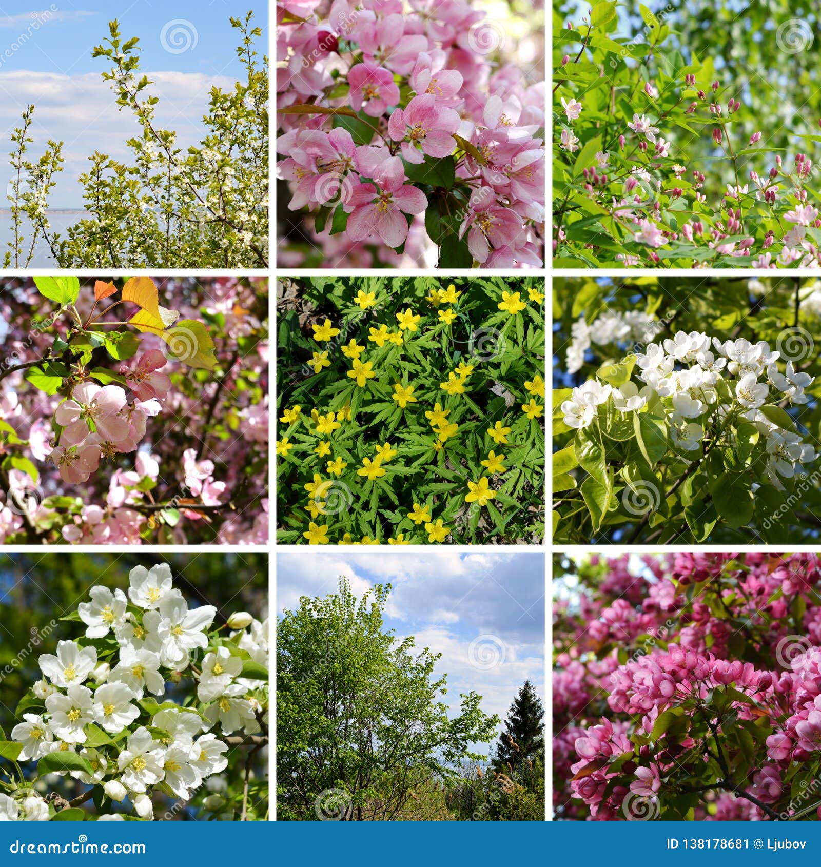Spring Collage with Flowers and Blooming Trees Stock Image - Image of ...