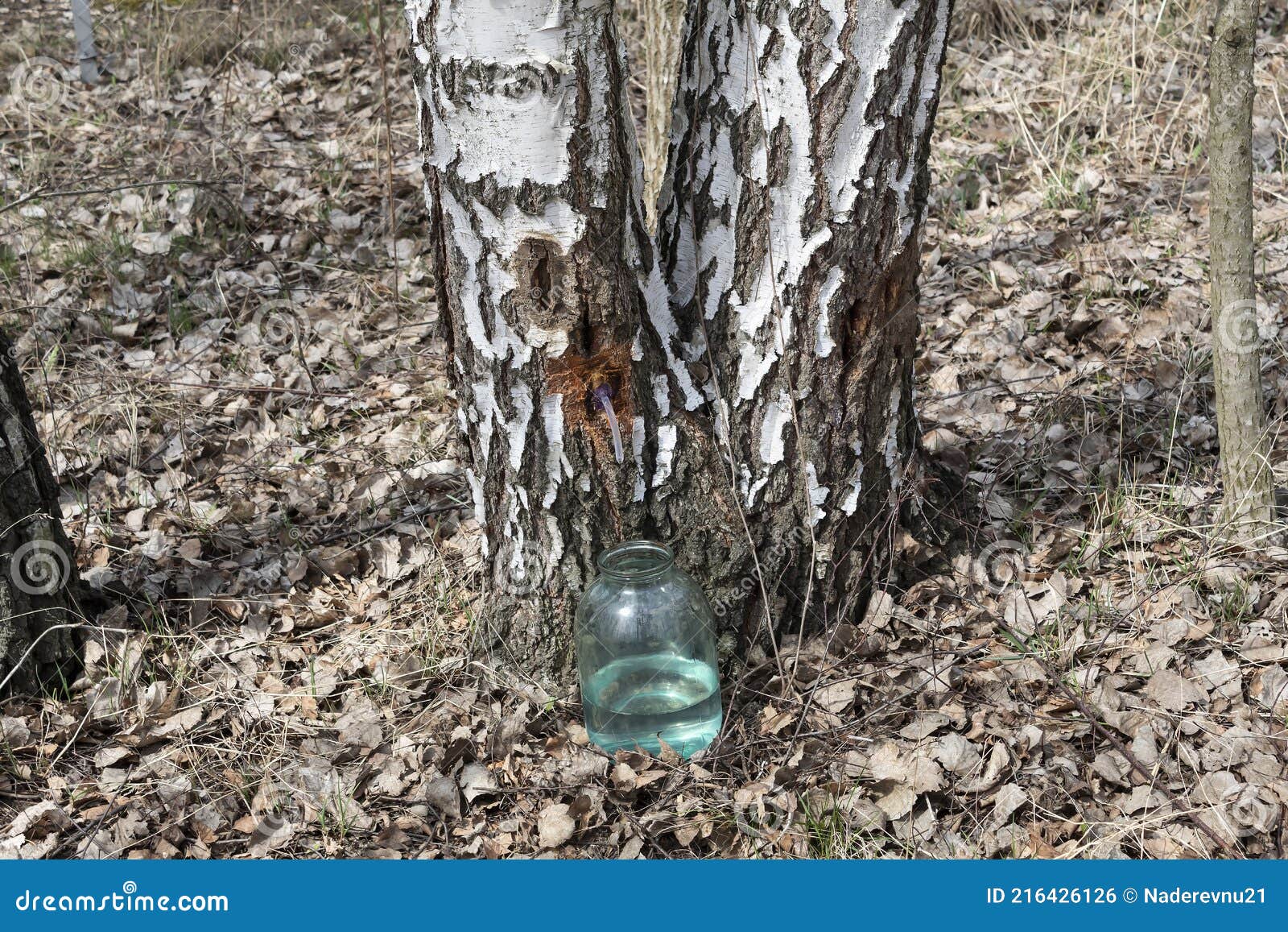 Spring and Collection of Birch Sap. Stock Photo - Image of drill ...