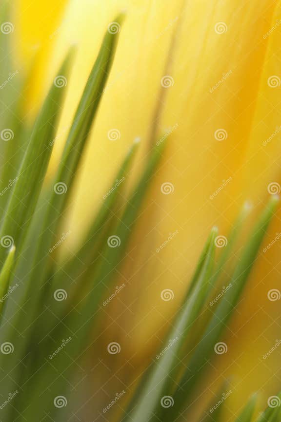 Spring color stock image. Image of background, yellow, green - 679501