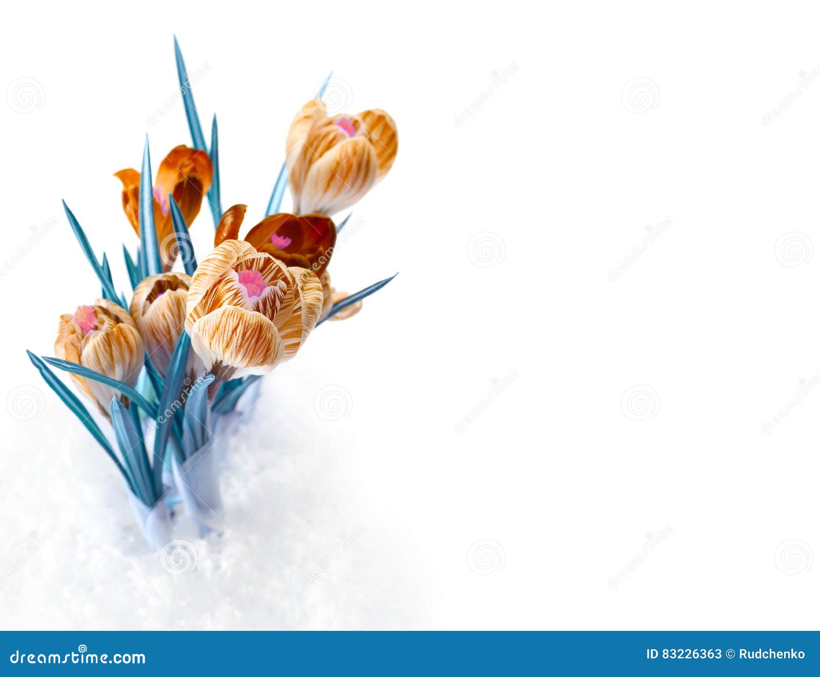 Spring Color Crocus Flower Bouquet Stock Image - Image of closeup ...