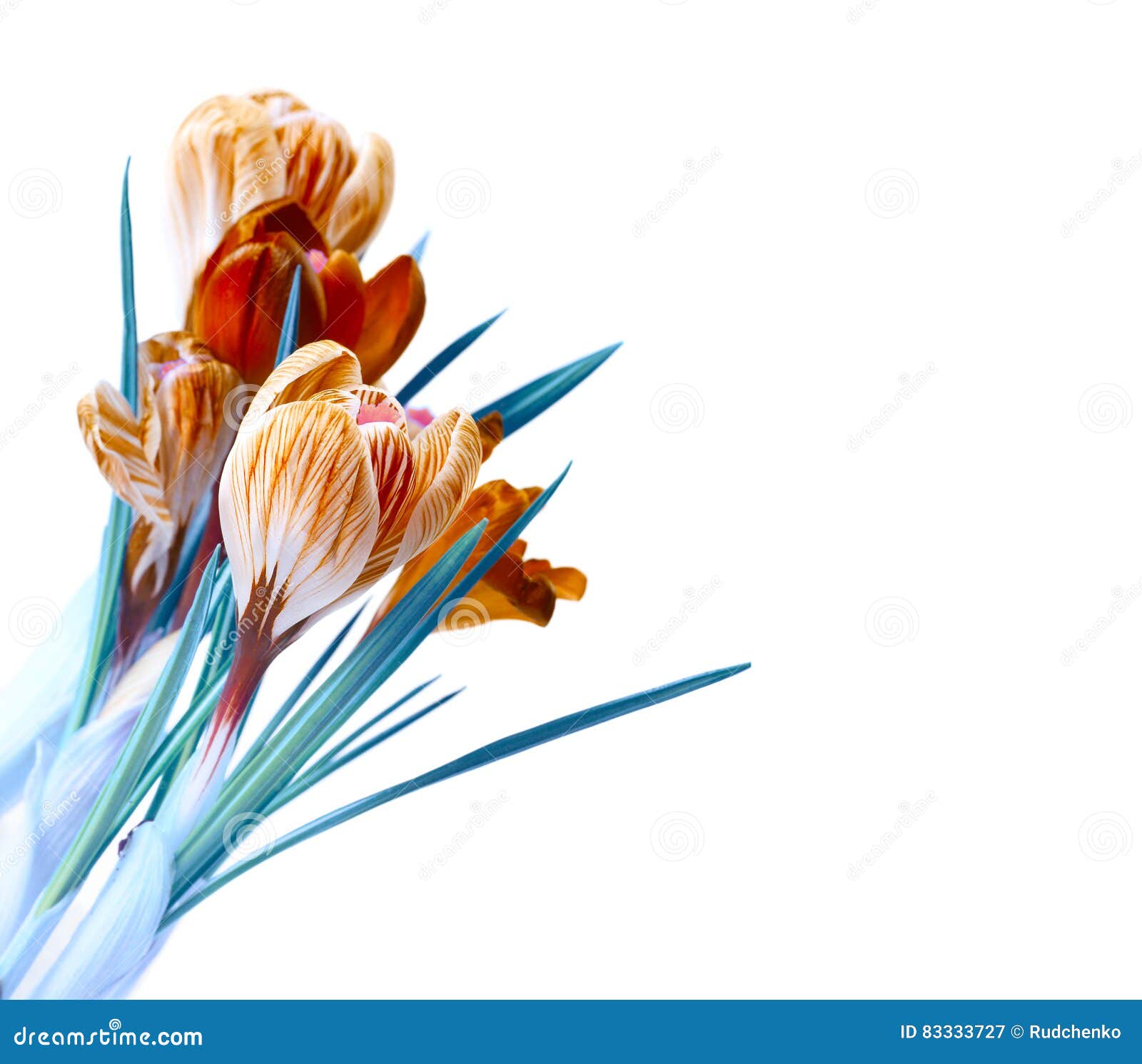 Spring Color Crocus Flower Bouquet Isolation Stock Image - Image of ...