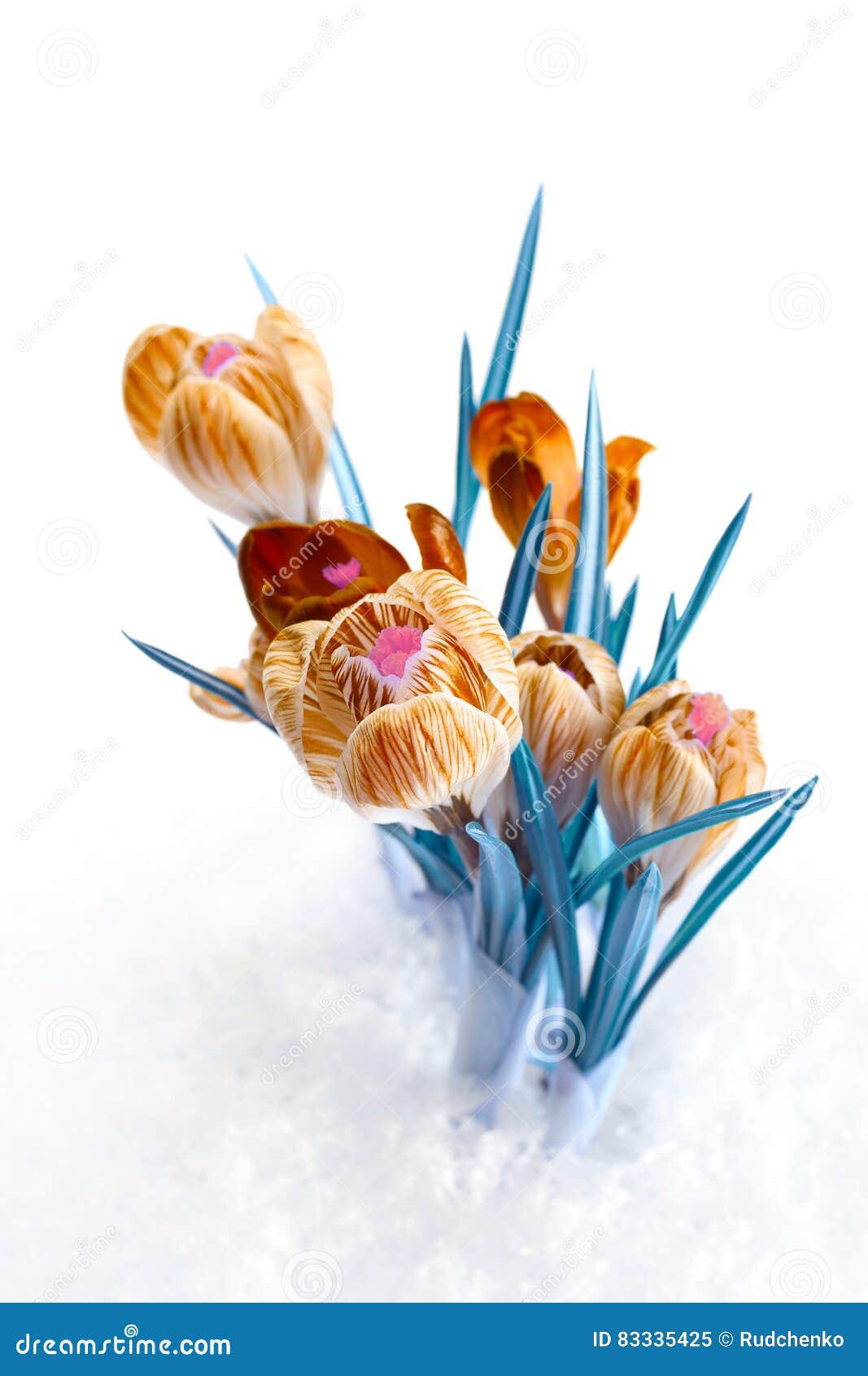 Spring Color Crocus Flower Bouquet Stock Image - Image of snow, love ...