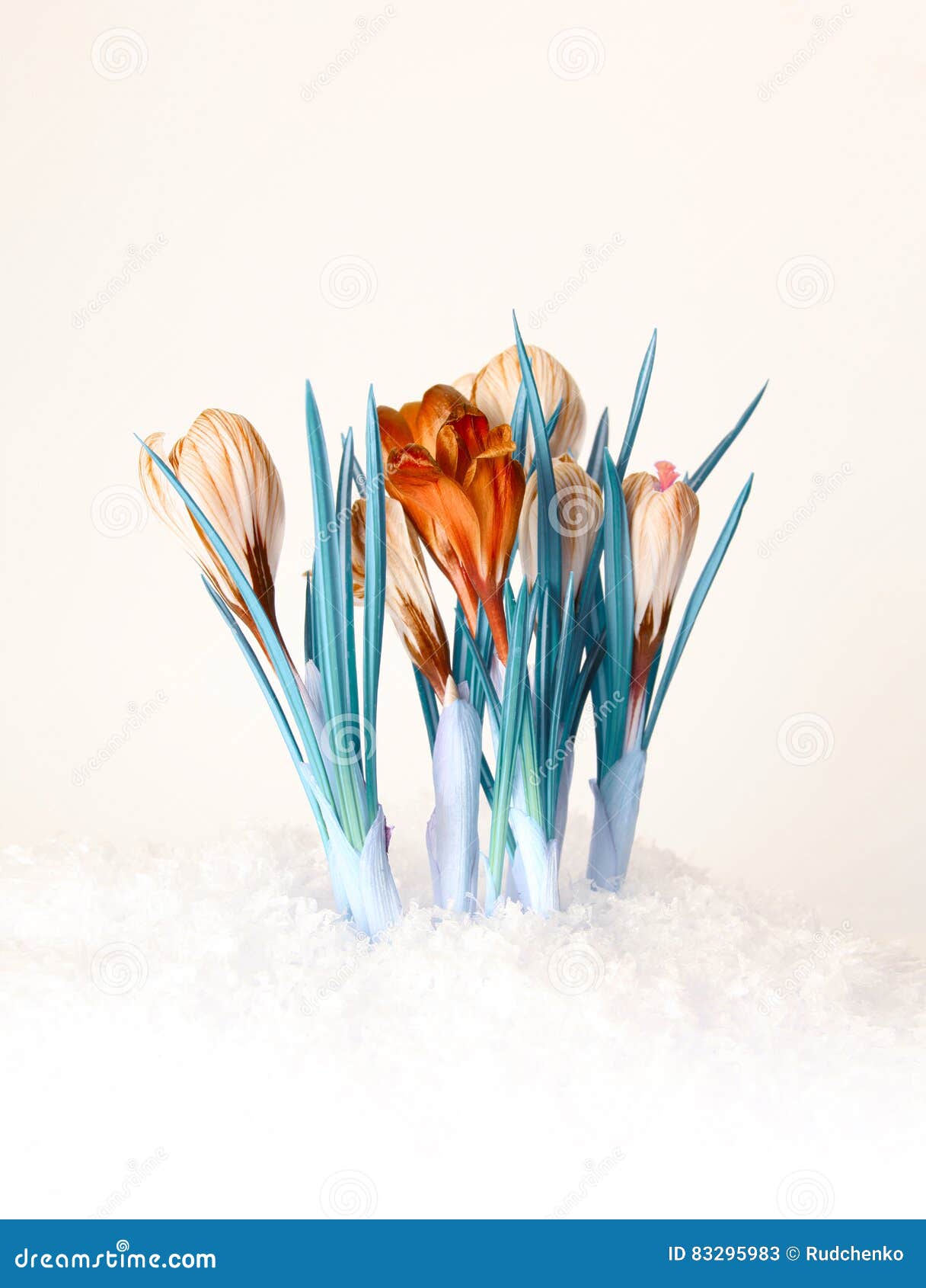 Spring Color Crocus Flower Bouquet Stock Image - Image of petal, paint ...