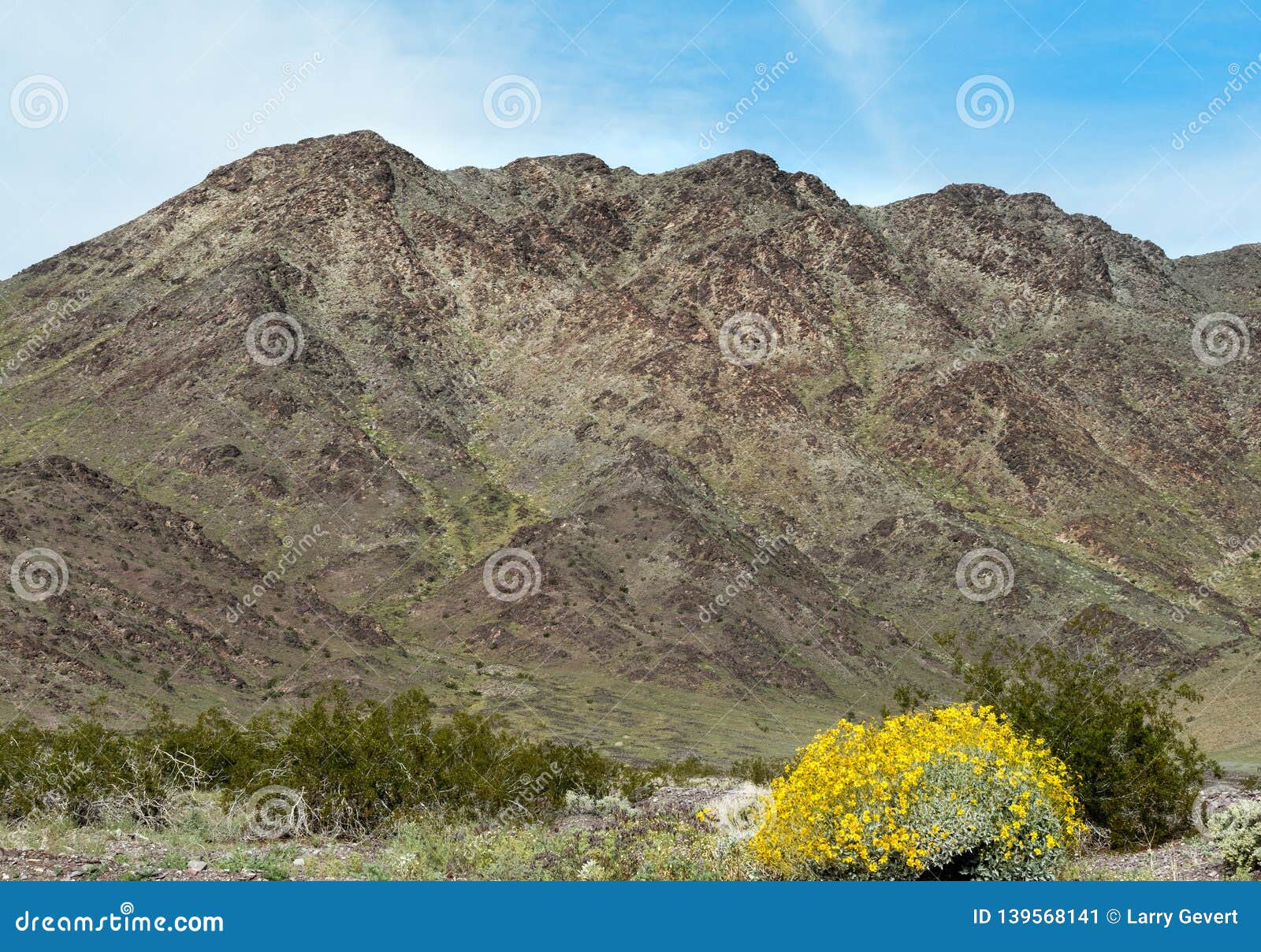Spring color in the desert stock image. Image of colorful - 139568141