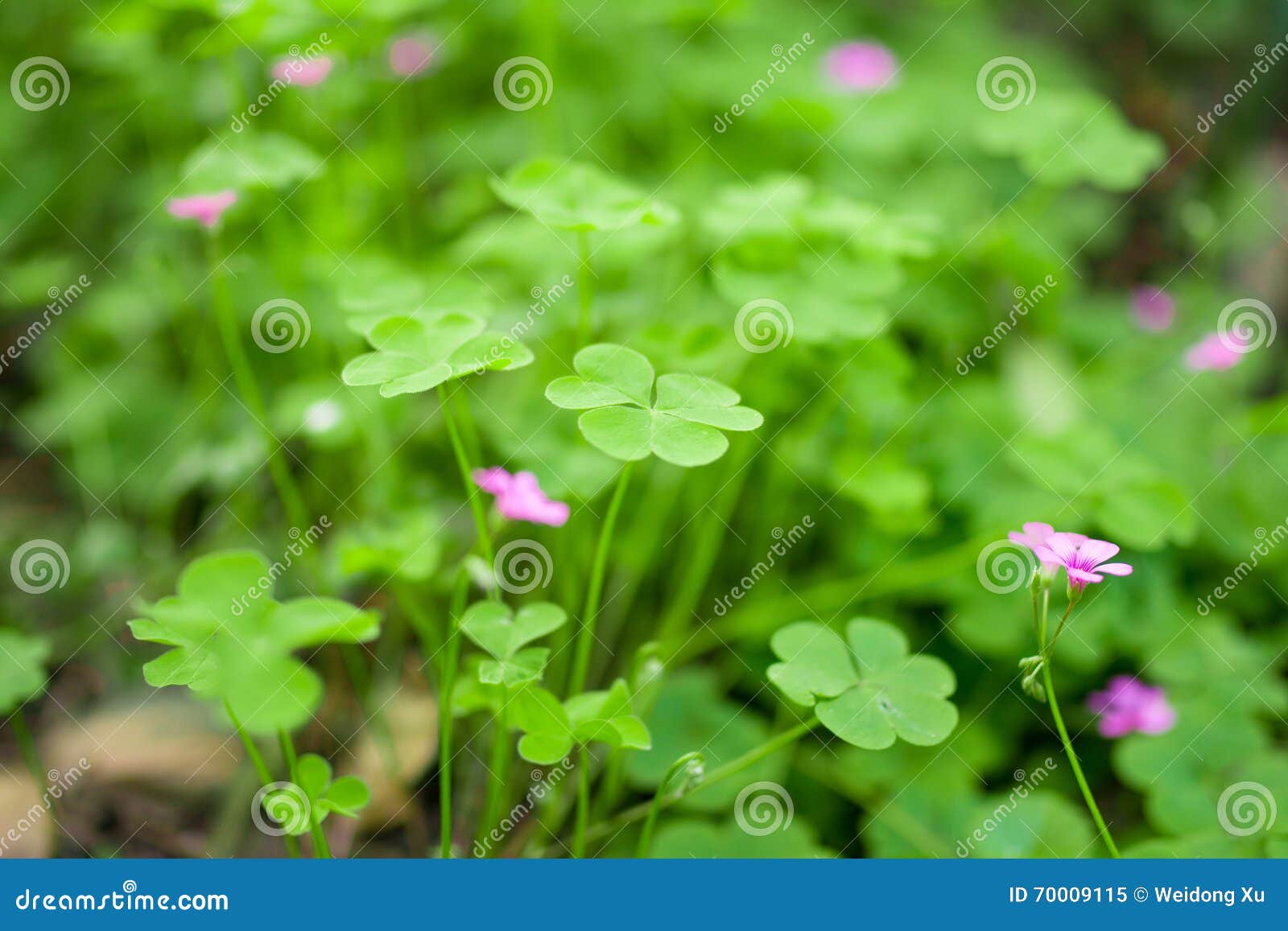 Spring color stock image. Image of spring, color, flower - 70009115