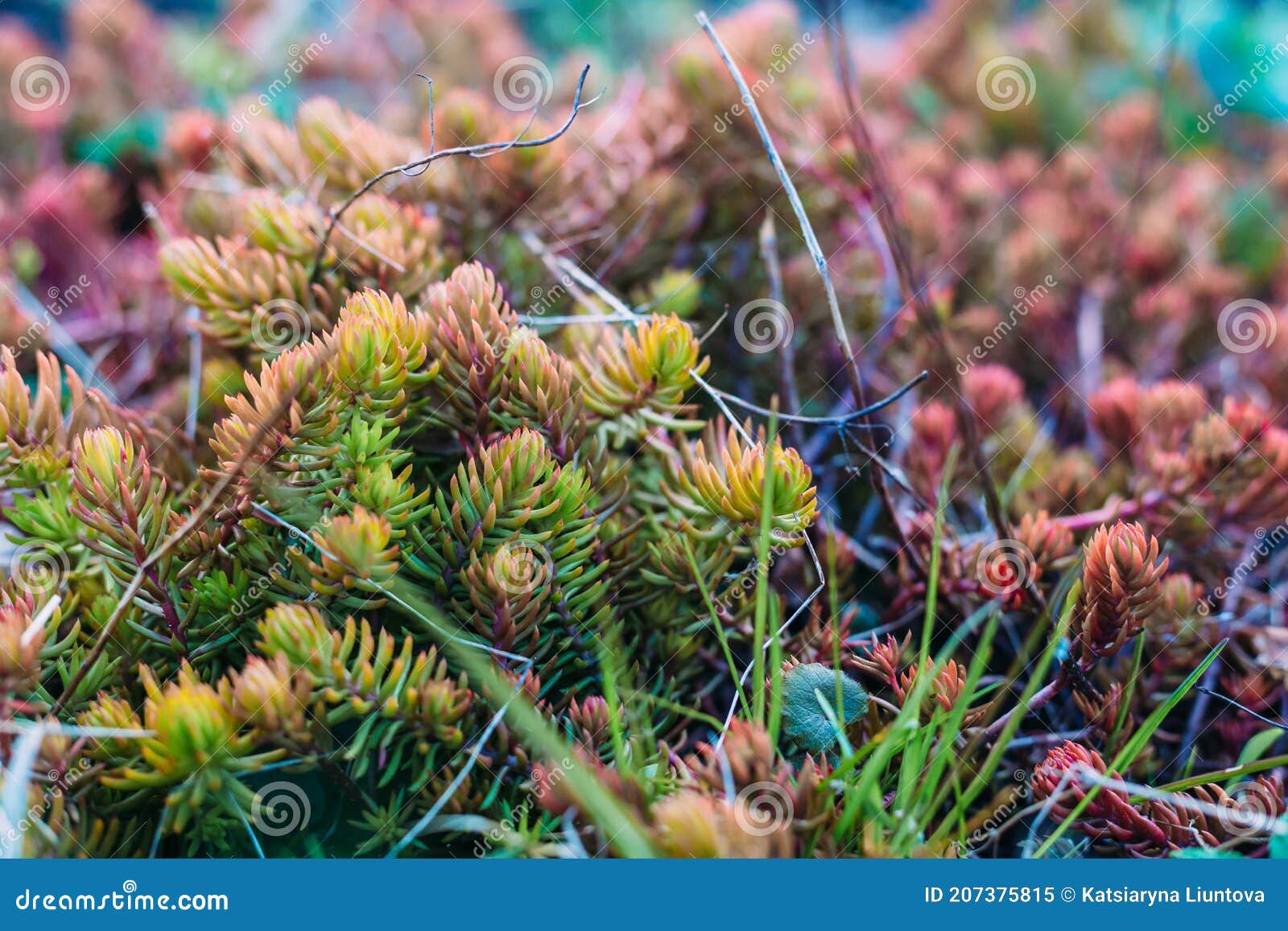 Spring Colored Sprout of Moss Grass and Plants in a Sunny Garden Stock ...
