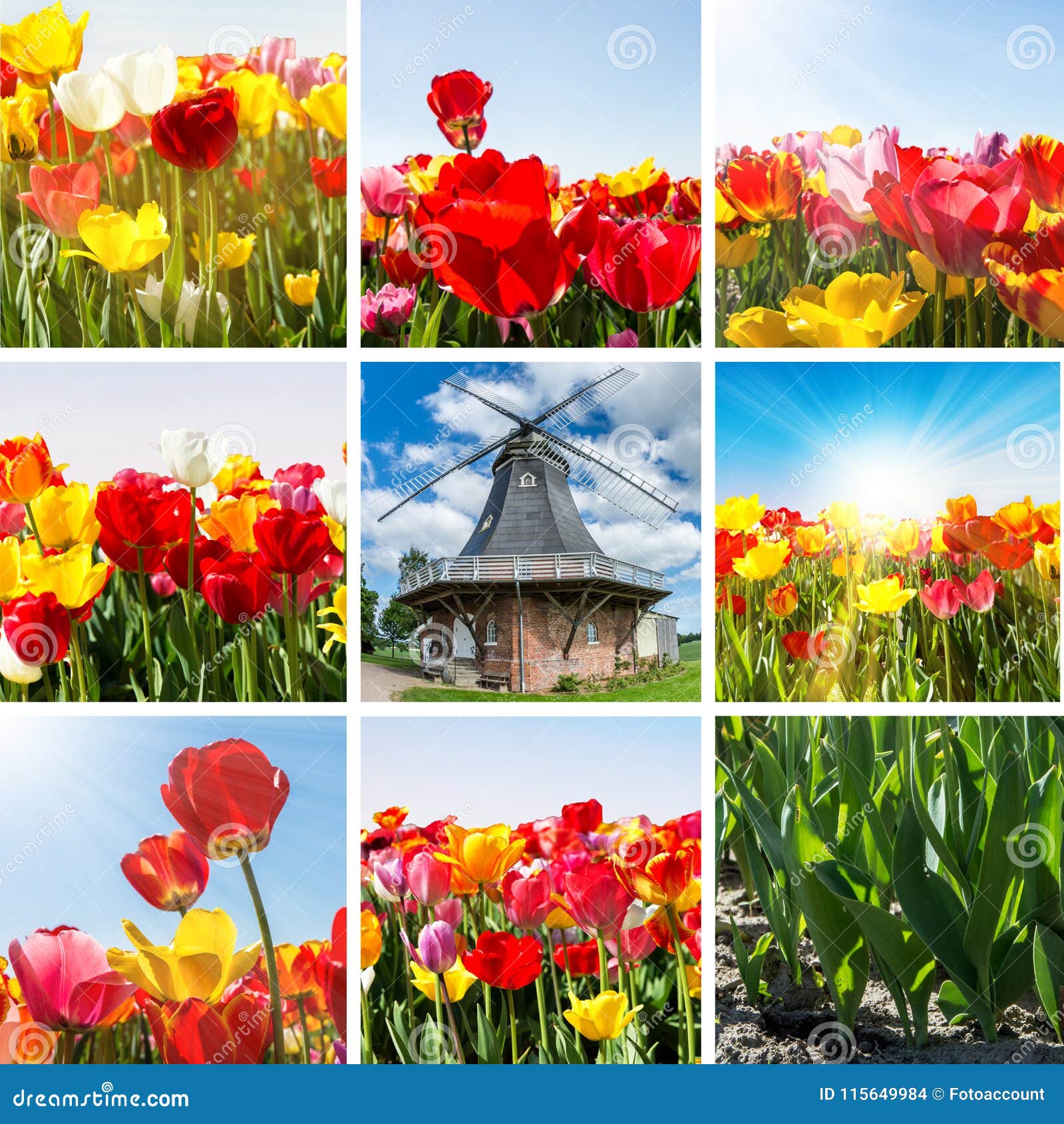 Spring - Tulips Collage with Windmill Stock Photo - Image of green ...