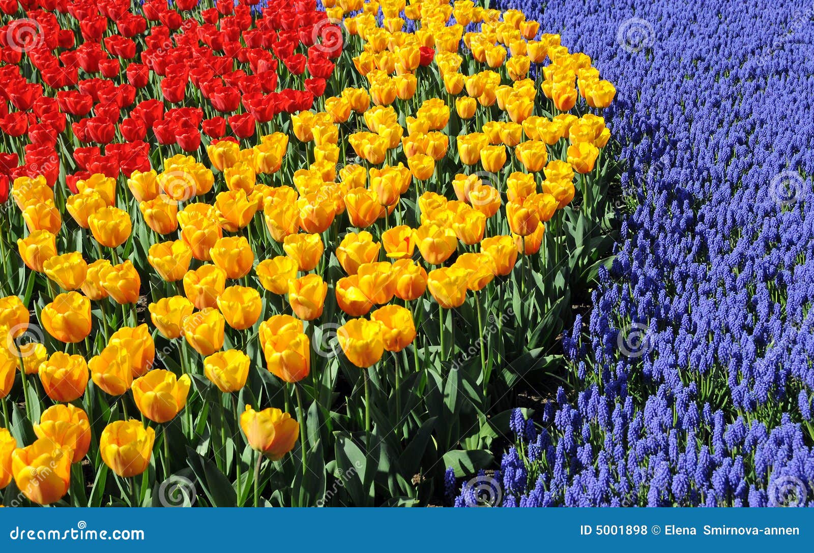 Spring colors stock photo. Image of flower, orange, springtime - 5001898