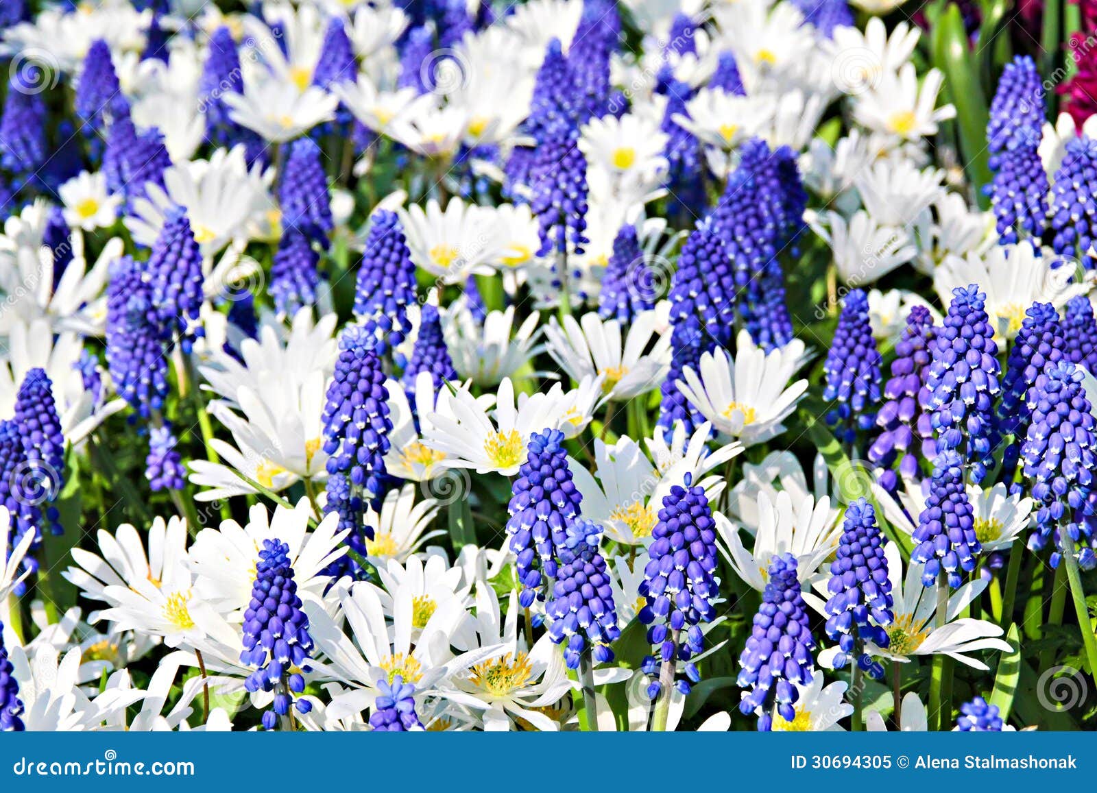 Spring colors stock image. Image of plant, culture, hyacinth - 30694305