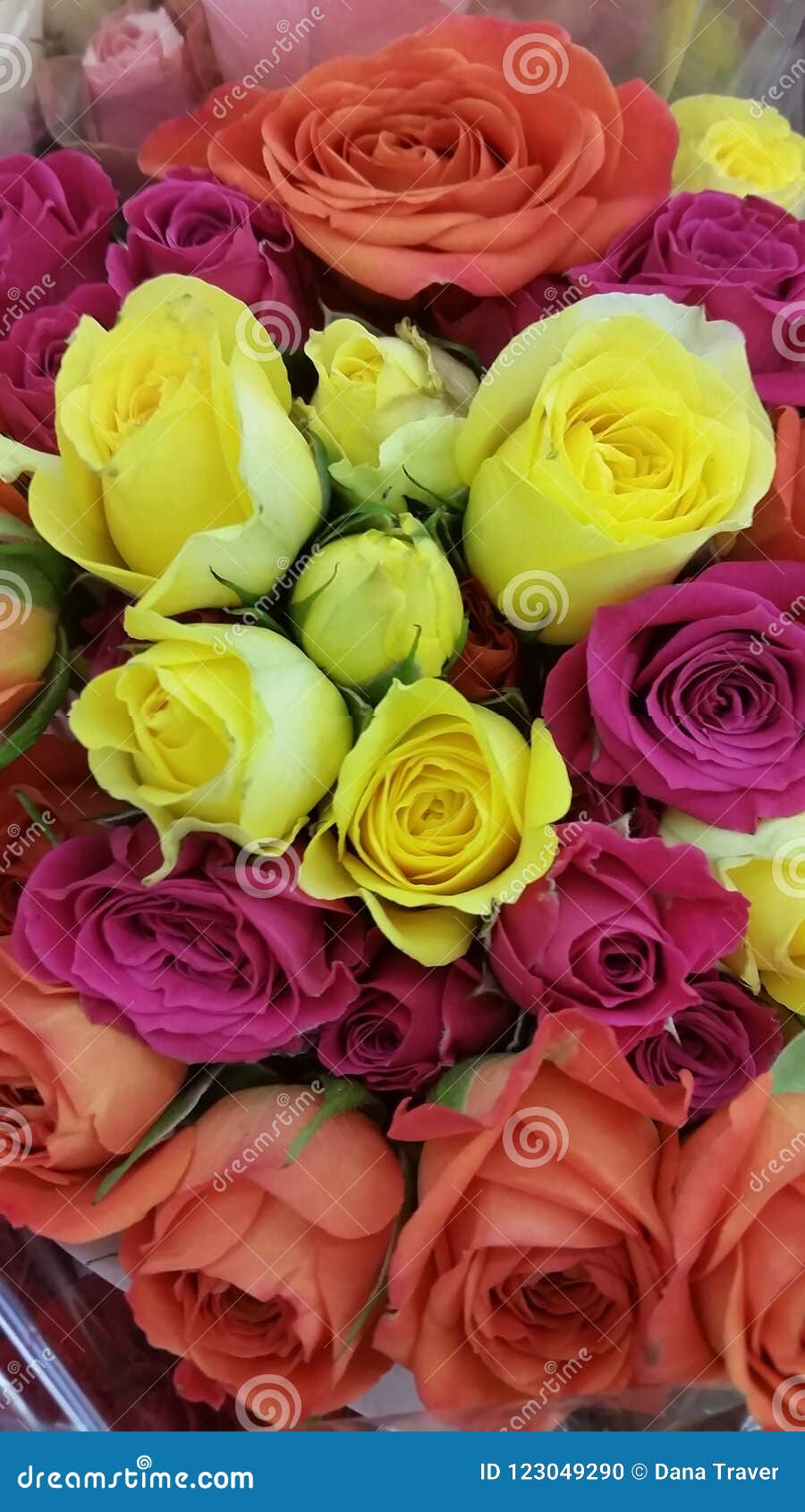 Spring Colors stock photo. Image of colored, multi, roses - 123049290