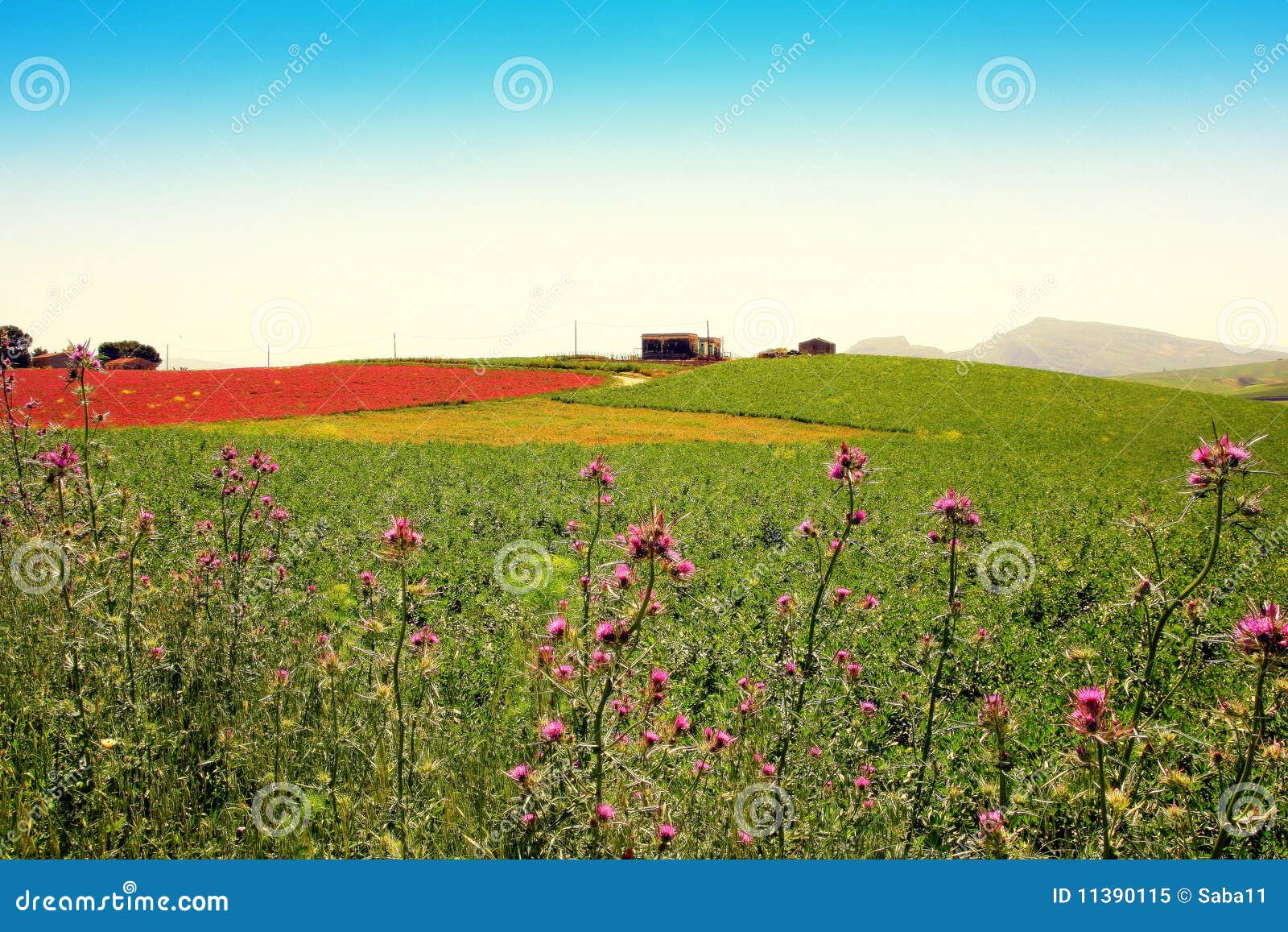 Spring Colors, Wild Country Flowers Fields, Italy Stock Image - Image ...