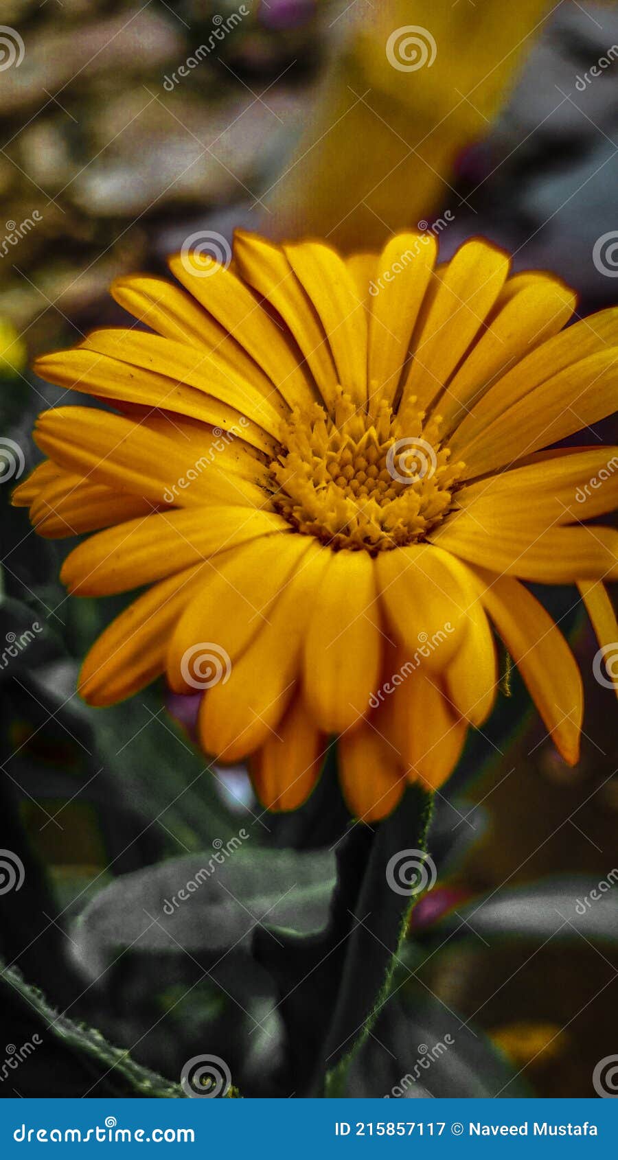 Spring Colors Yellow Flower Stock Image - Image of leaf, pollen: 215857117