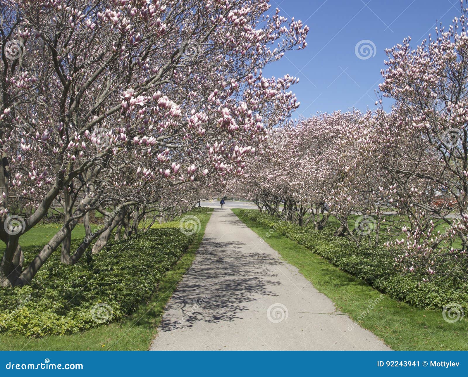 Spring Colour Trees in Niagara Fall. Canada Stock Image - Image of ...
