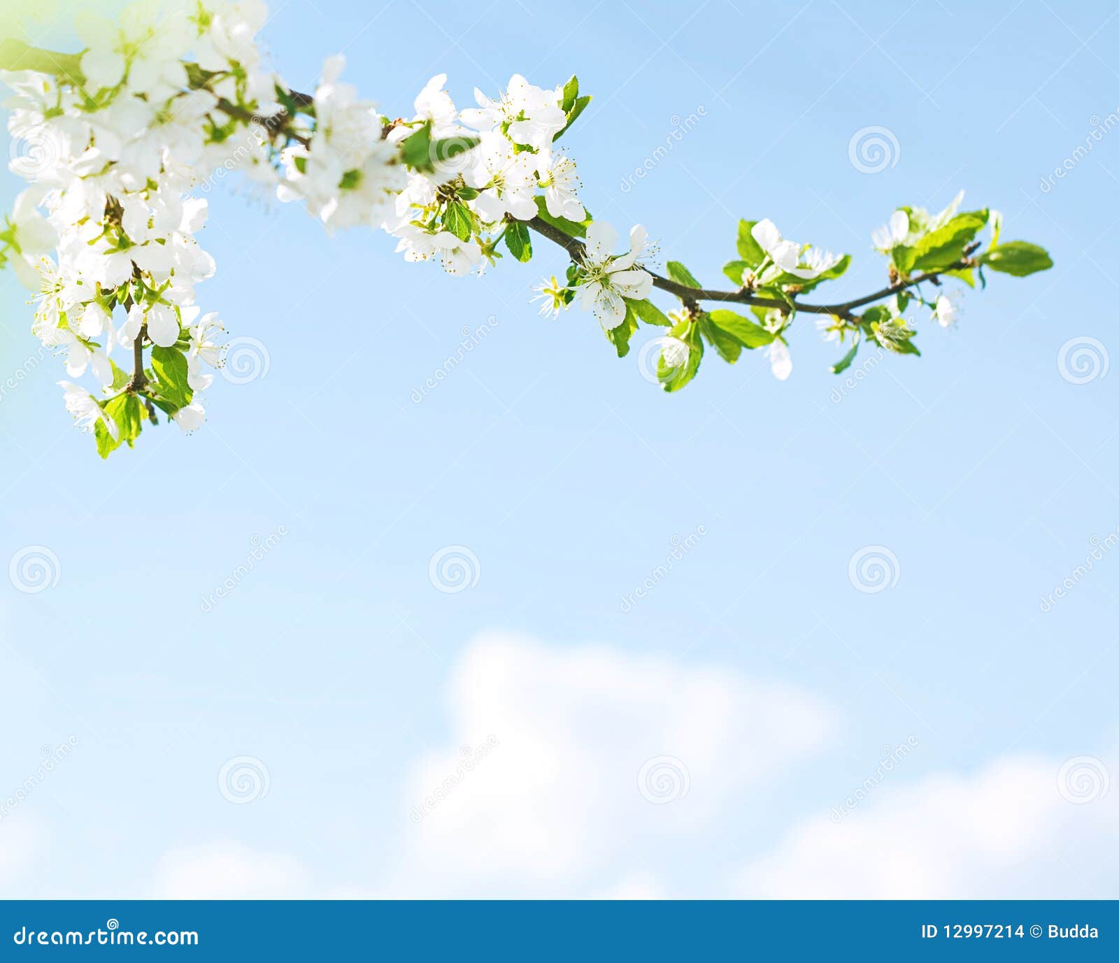 Spring come back! stock photo. Image of outdoor, floral - 12997214