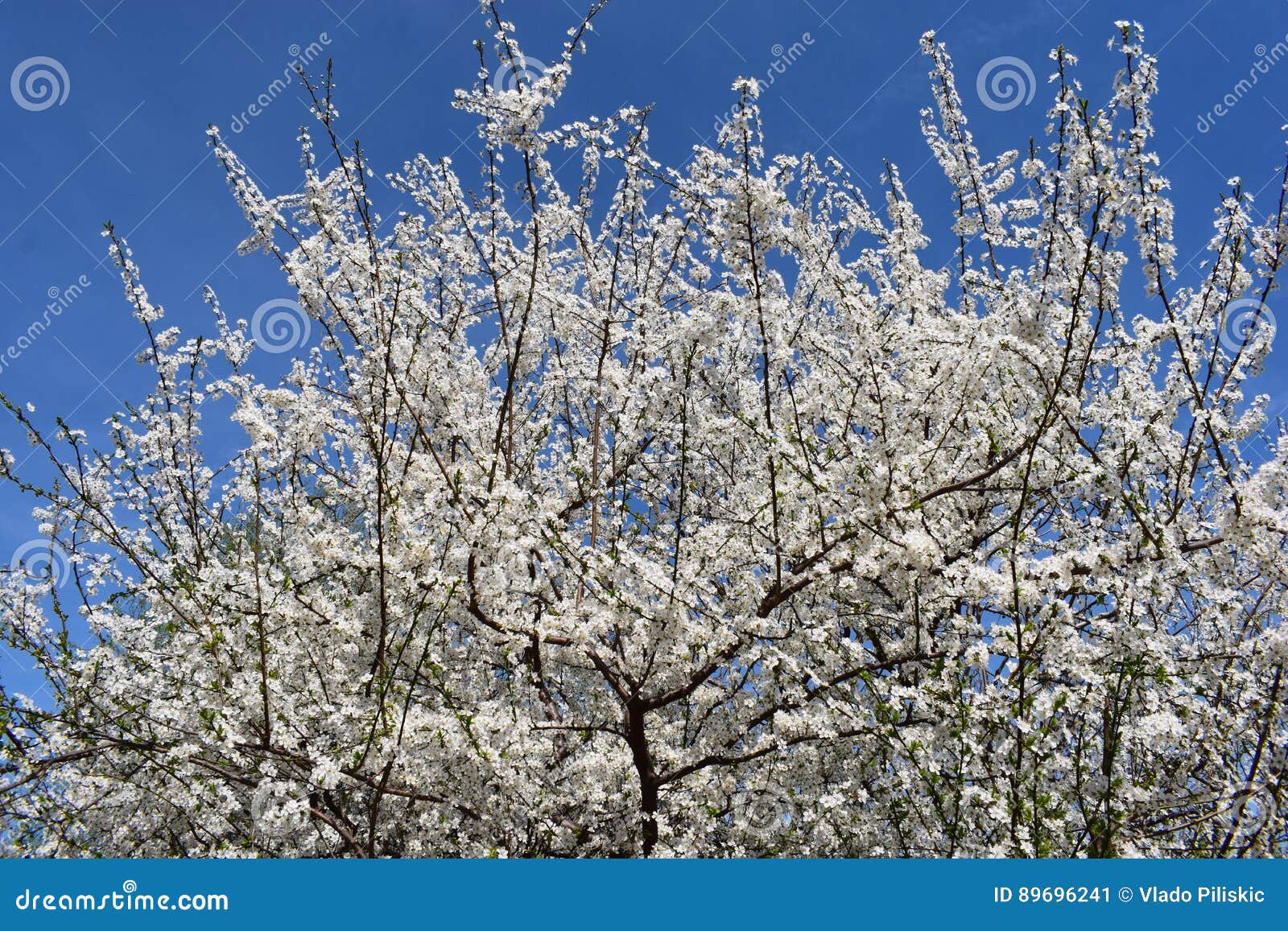 Spring come back! stock image. Image of blur, border - 89696241