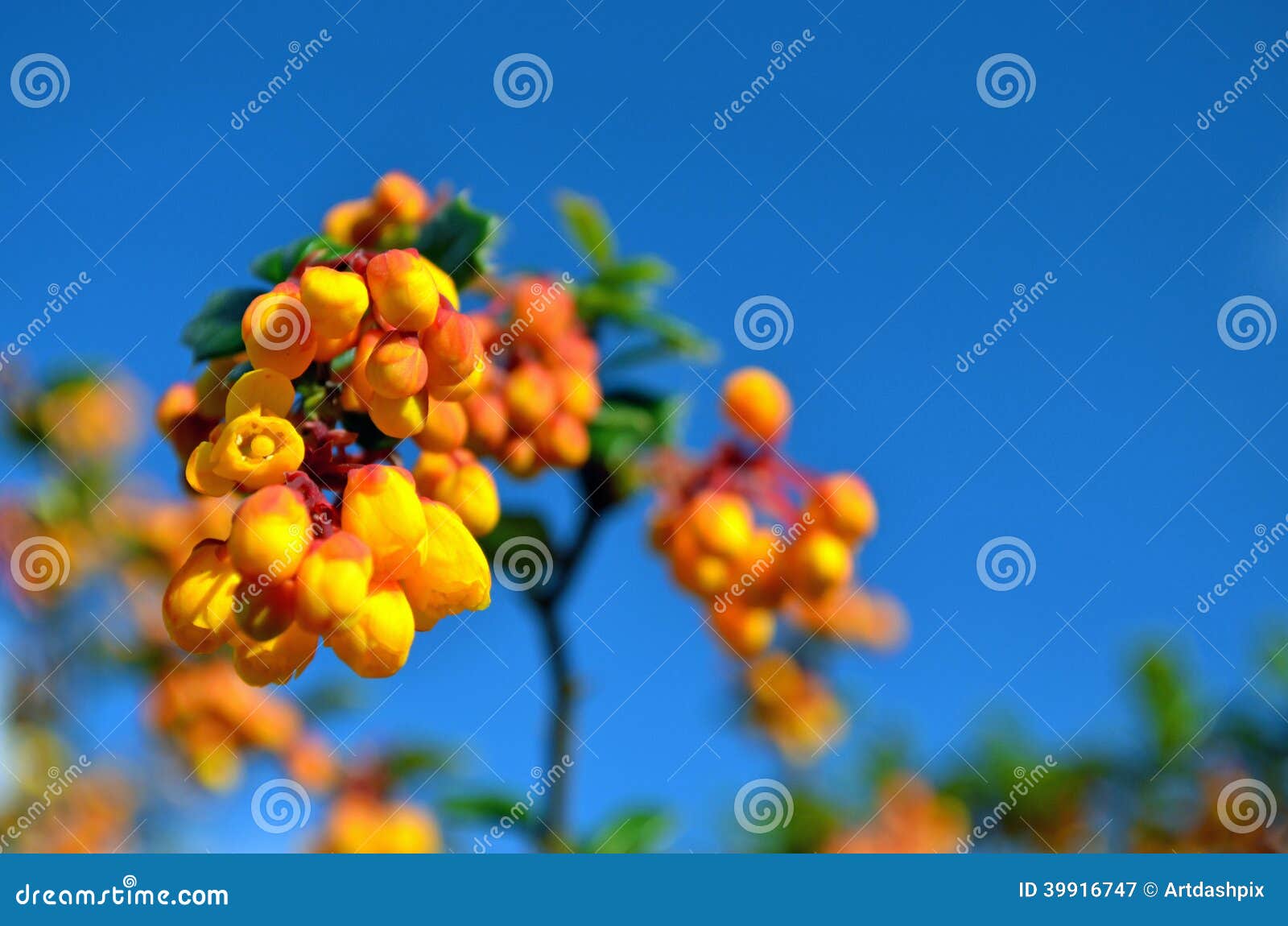 Spring come back! Blossom. stock image. Image of fresh - 39916747