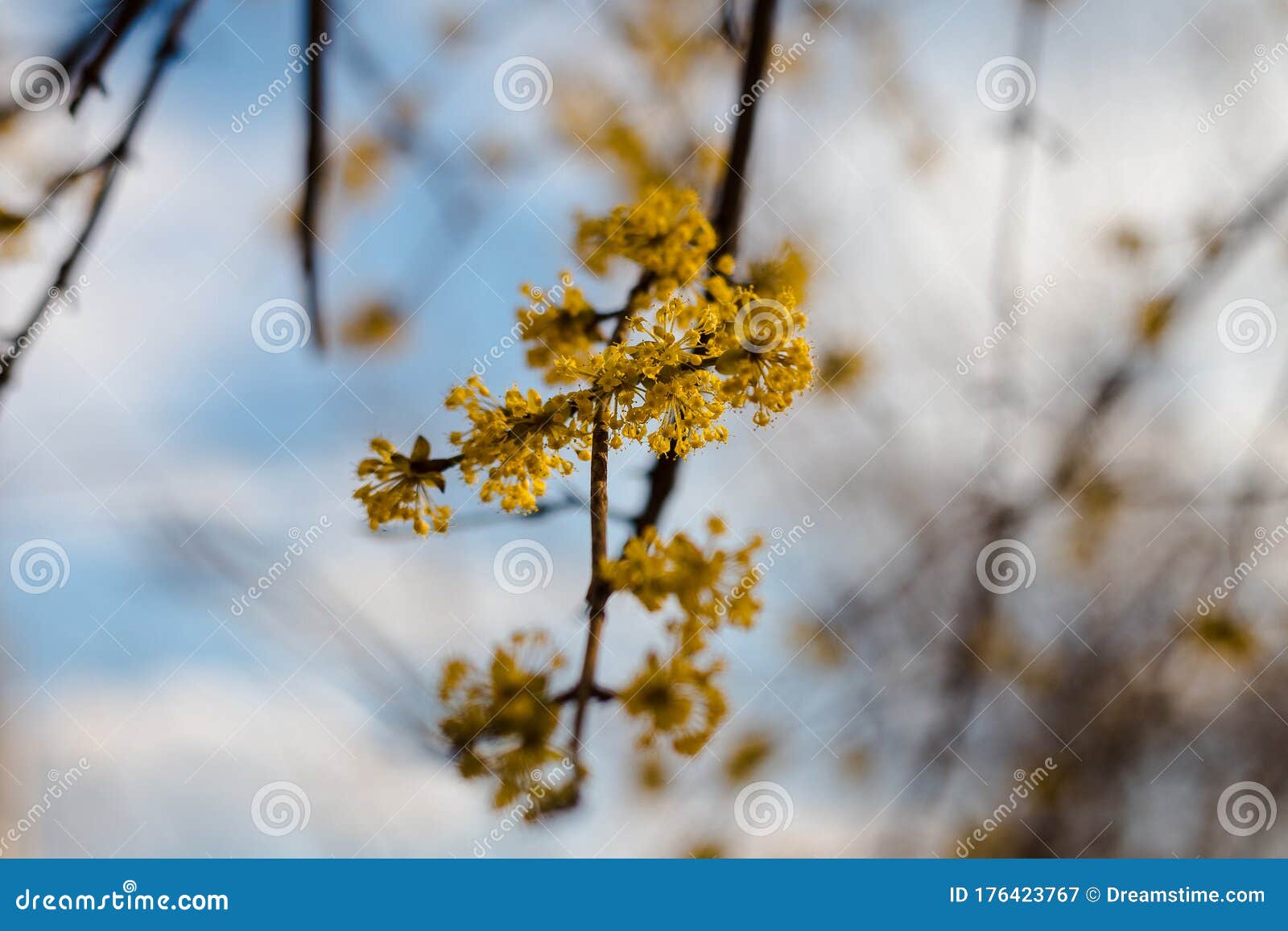 Spring always Comes Back, Flowering Tree Stock Image - Image of tree ...