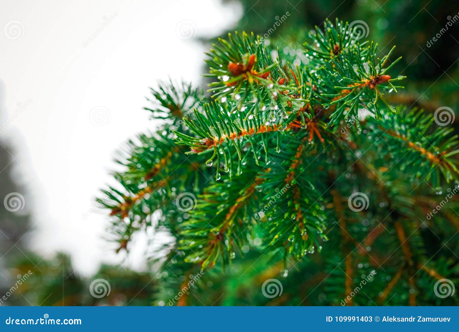 Branch of a Coniferous Tree Macro Stock Image - Image of furtree ...