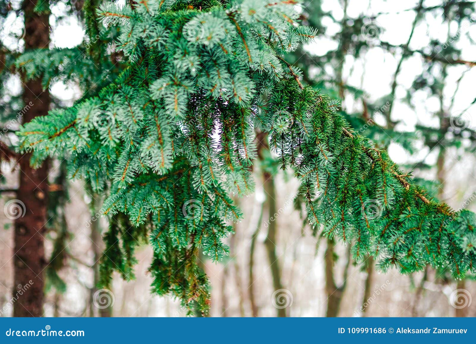 Branch of a Coniferous Tree Macro Stock Photo - Image of forest, plant ...