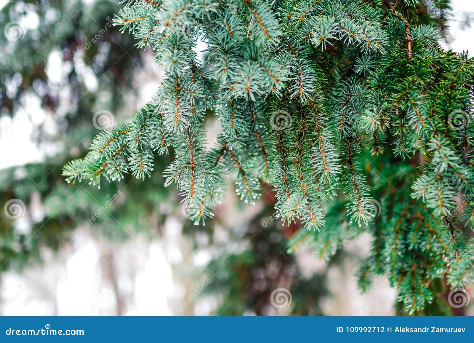 Branch of a Coniferous Tree Macro Stock Photo - Image of outdoor ...