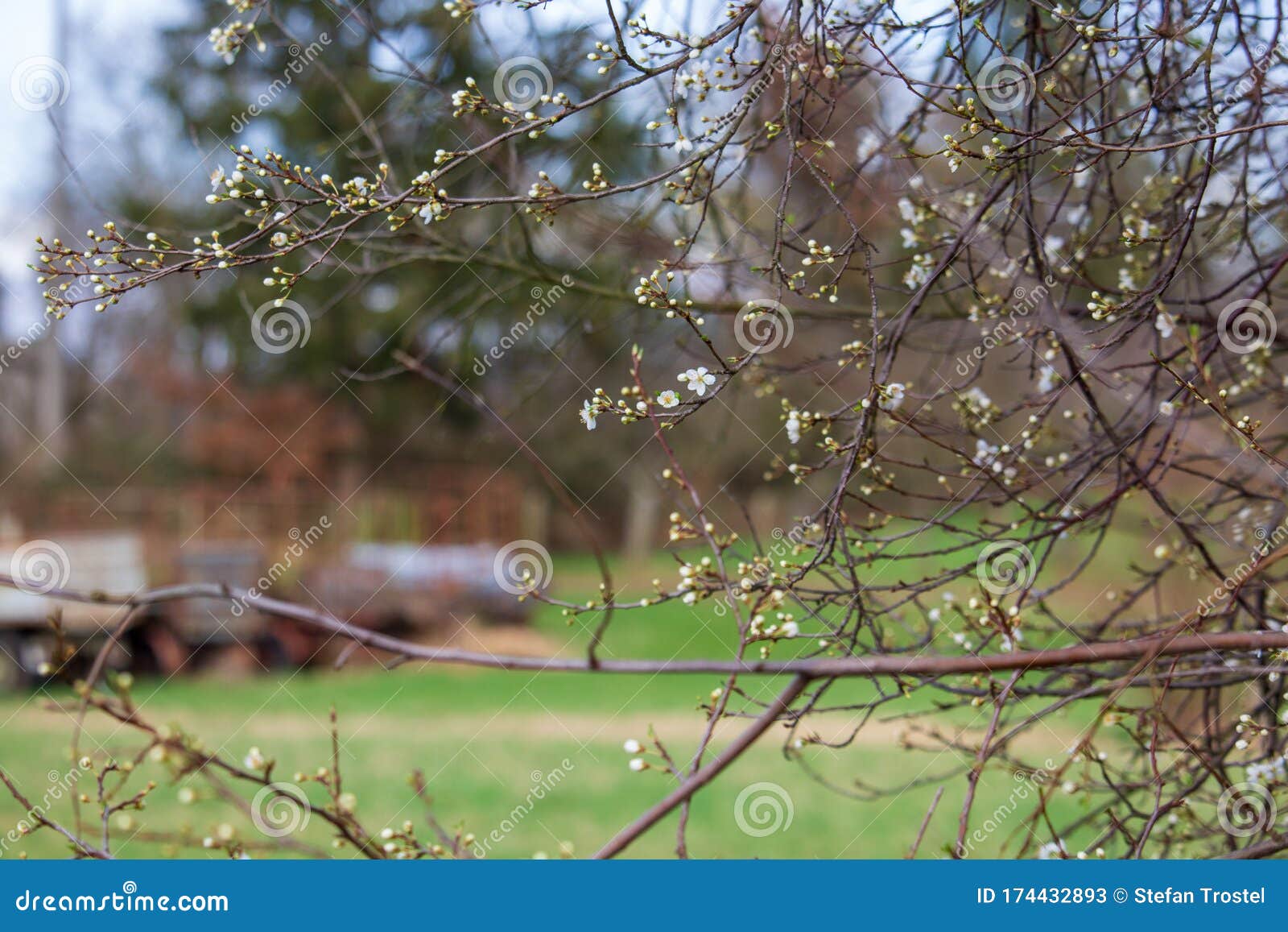 Spring Comes, the First Flowers and Buds Appear Stock Image - Image of ...