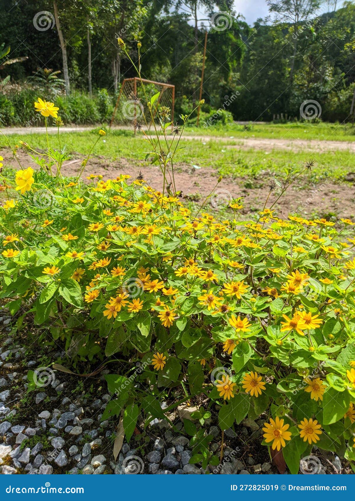 Spring Comes in the Morning Flower Stock Image - Image of morning ...