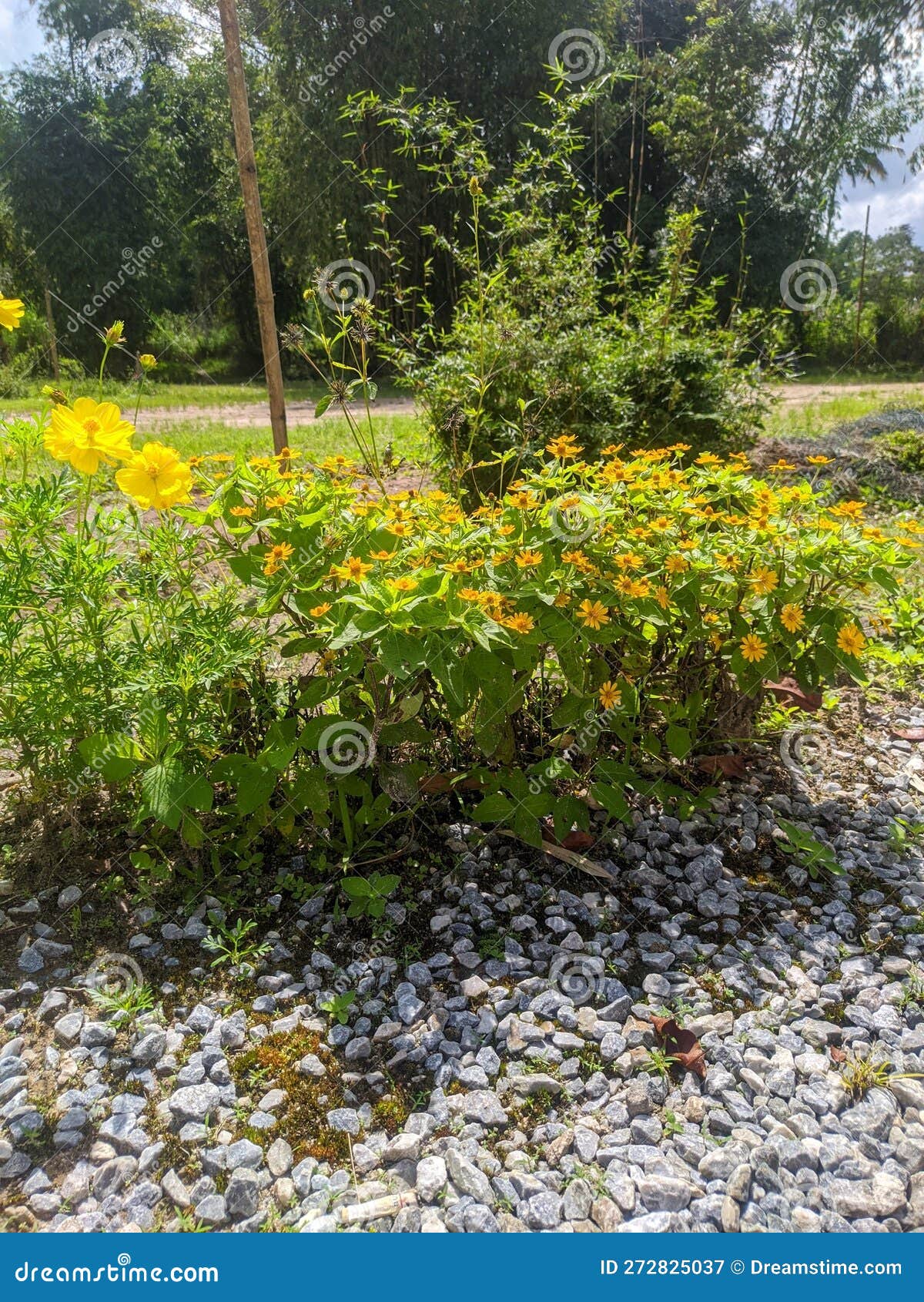 Spring Comes in the Morning Flower Stock Image - Image of autumn, nicel ...