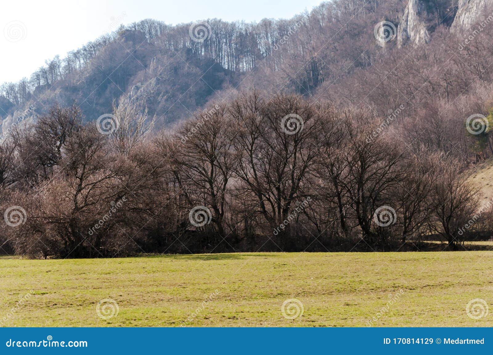 Spring Comes in the Nature at Sunny Day Stock Image - Image of spring ...