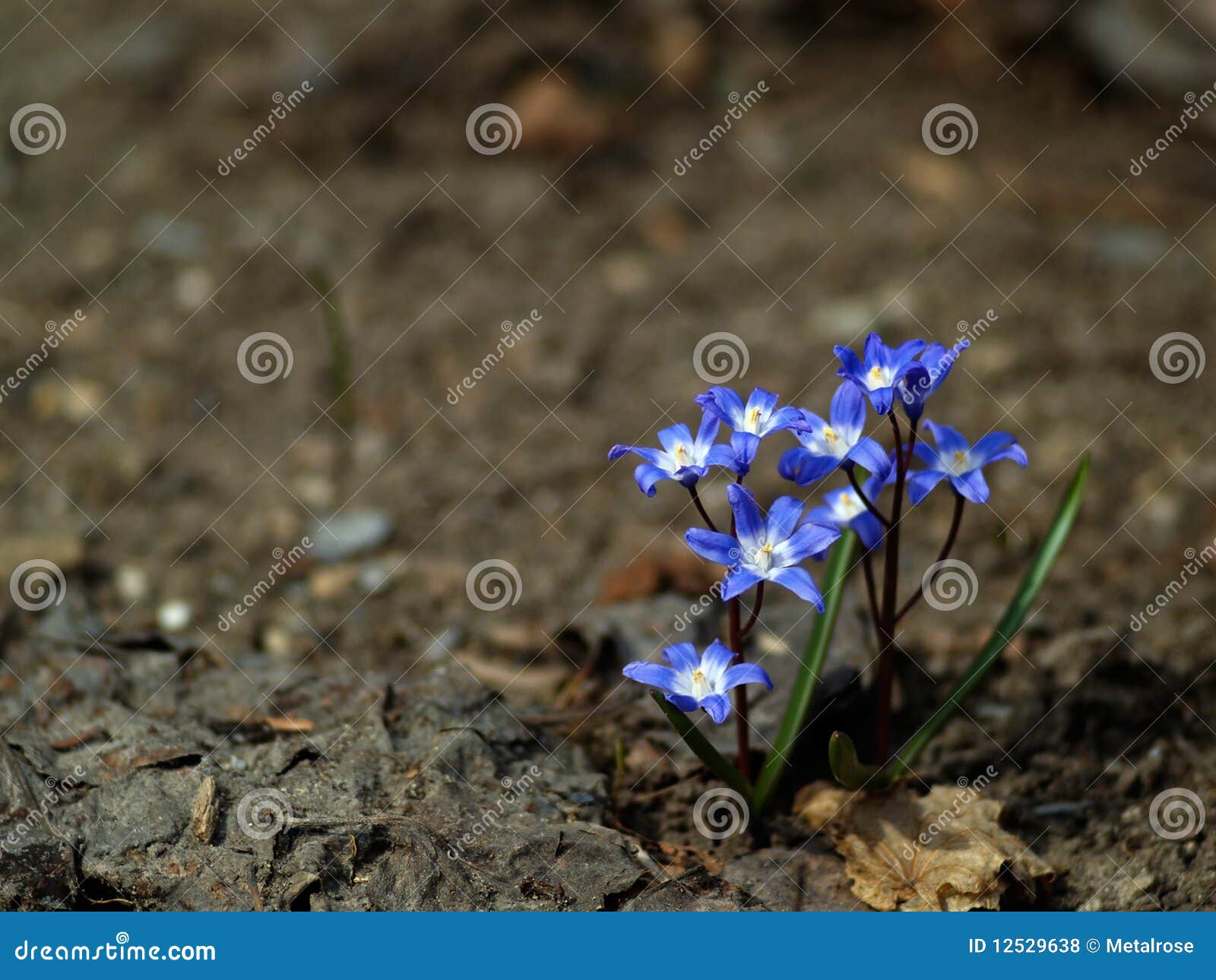 Spring is coming stock photo. Image of nature, colorful - 12529638