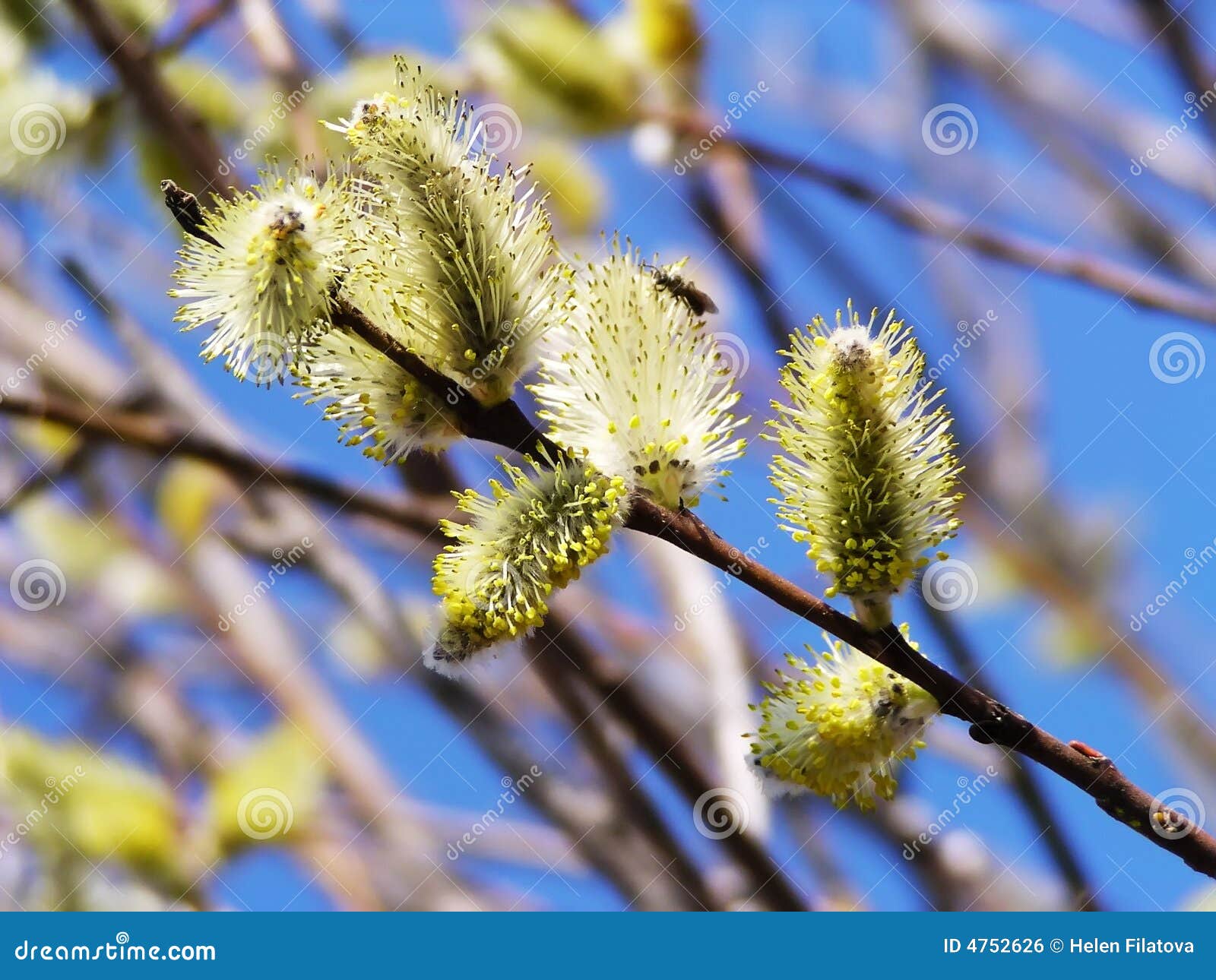 Spring is coming stock photo. Image of branches, yellow - 4752626