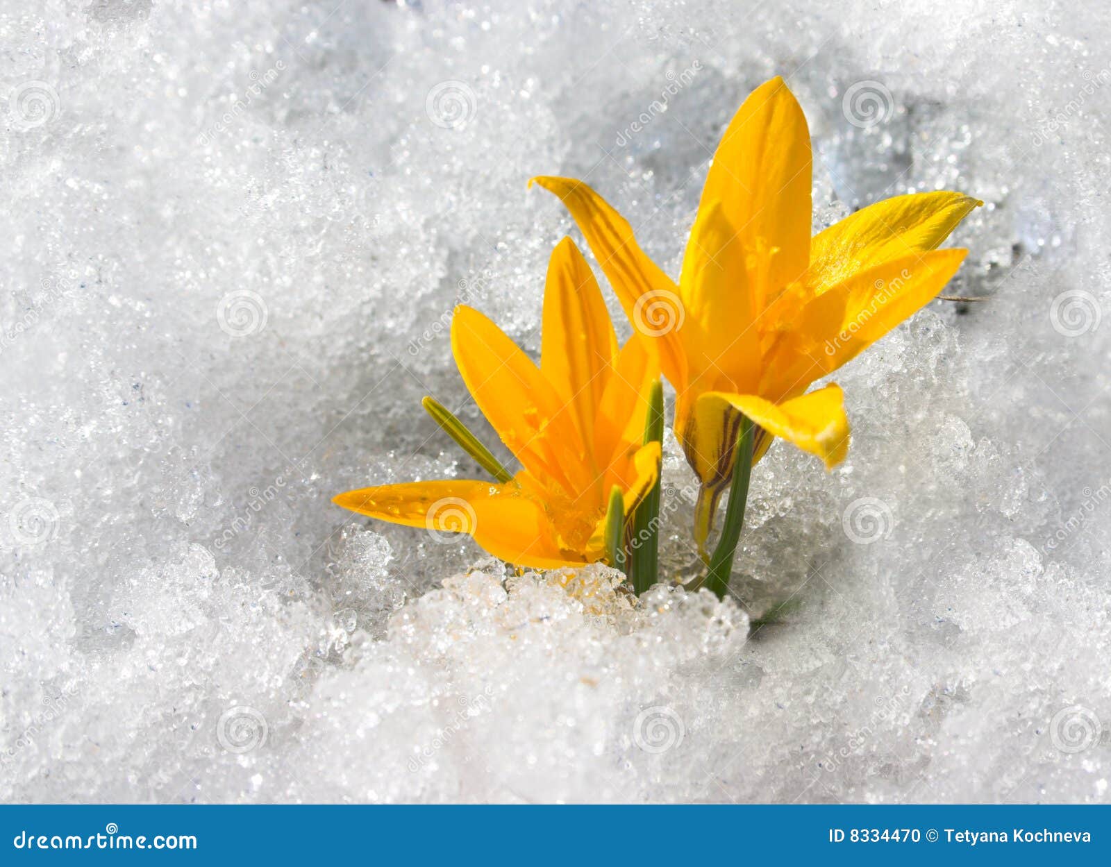 Spring is coming stock photo. Image of natural, close - 8334470