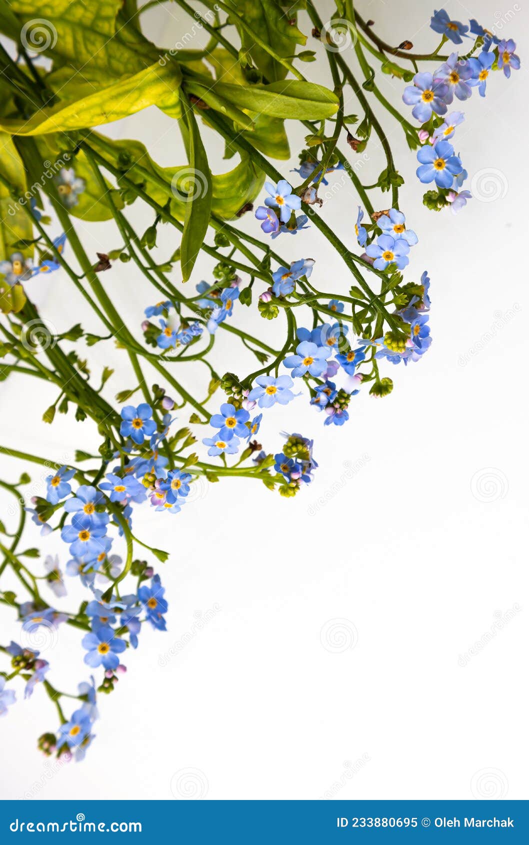 Spring is Coming - Bunch of Forget-me-nots Over White Background Stock ...