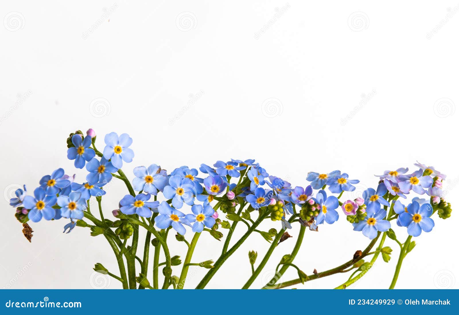 Spring is Coming - Bunch of Forget-me-nots Over White Background Stock ...
