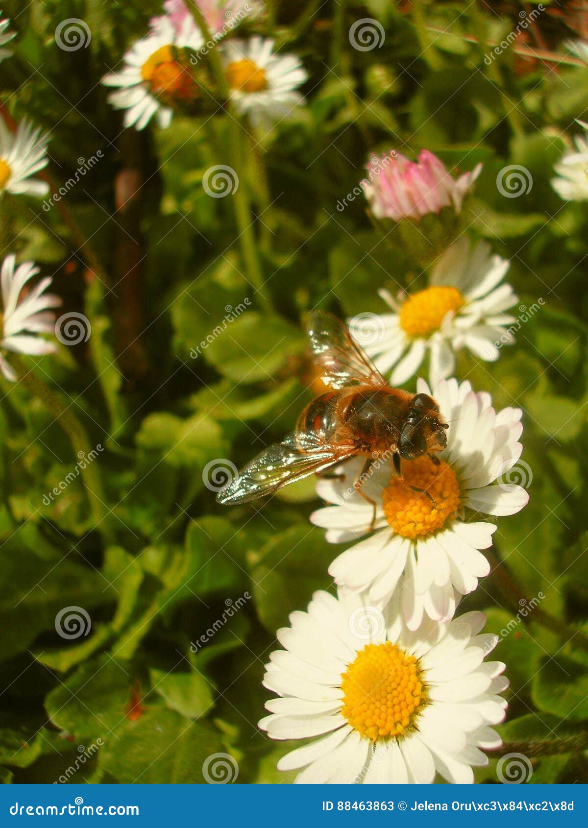 Spring is coming stock image. Image of daisy, green, flowers - 88463863