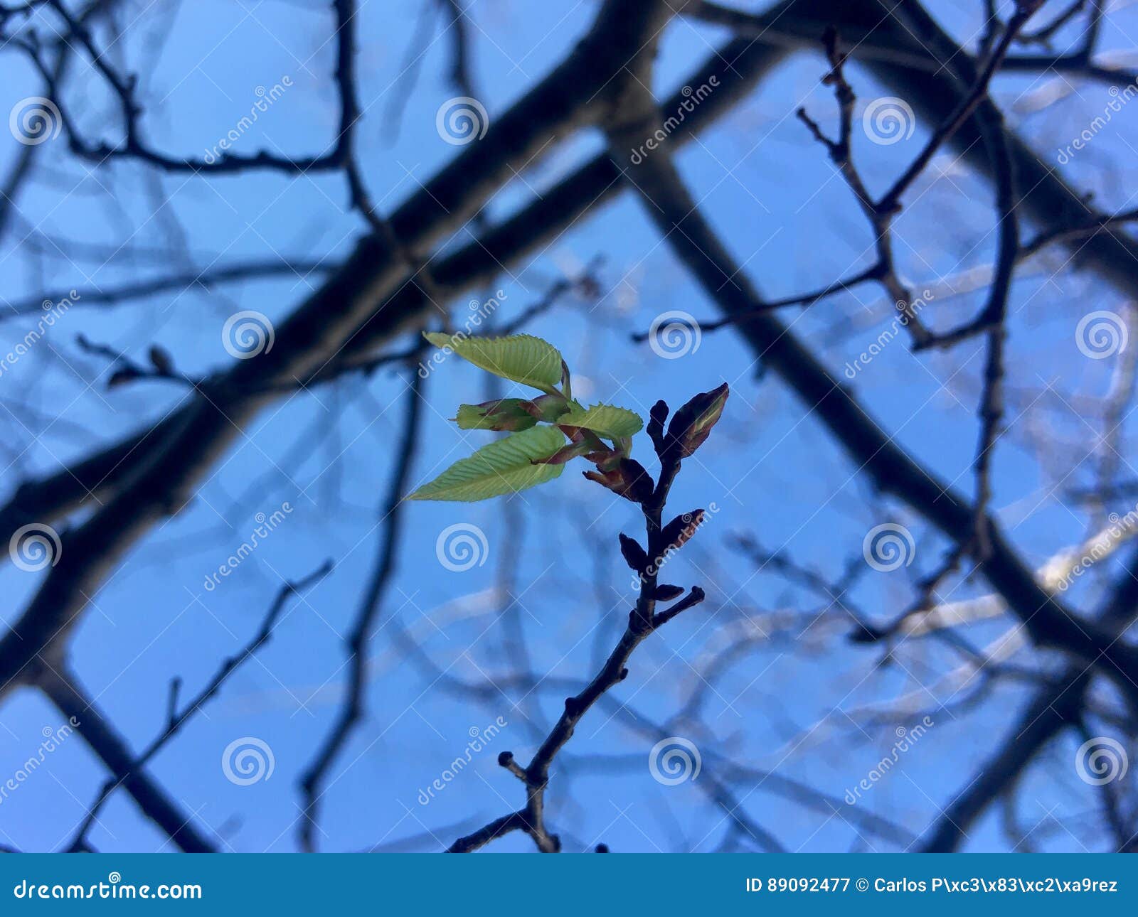 Spring is coming stock image. Image of life, spring, leaves - 89092477