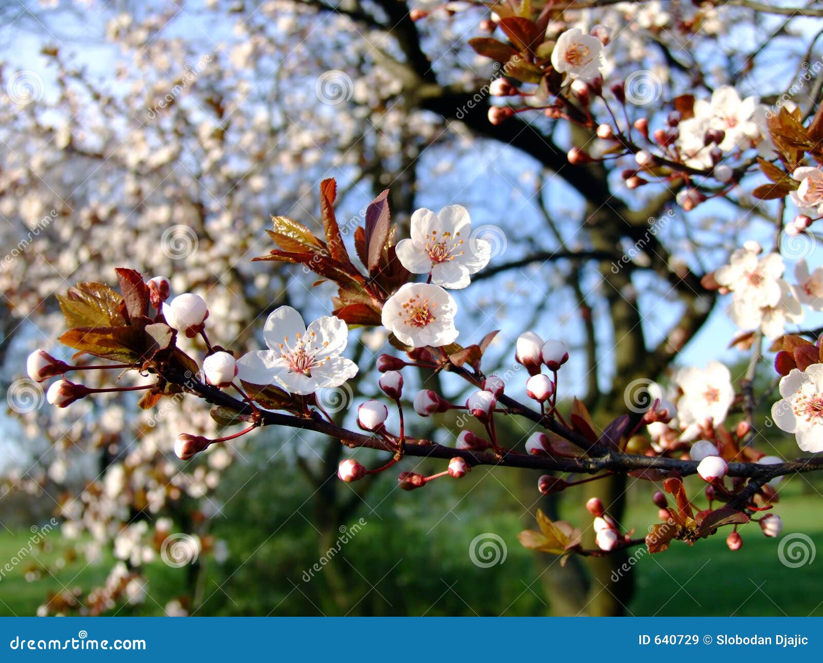 Spring coming flowers stock image. Image of botanical, gift - 640729
