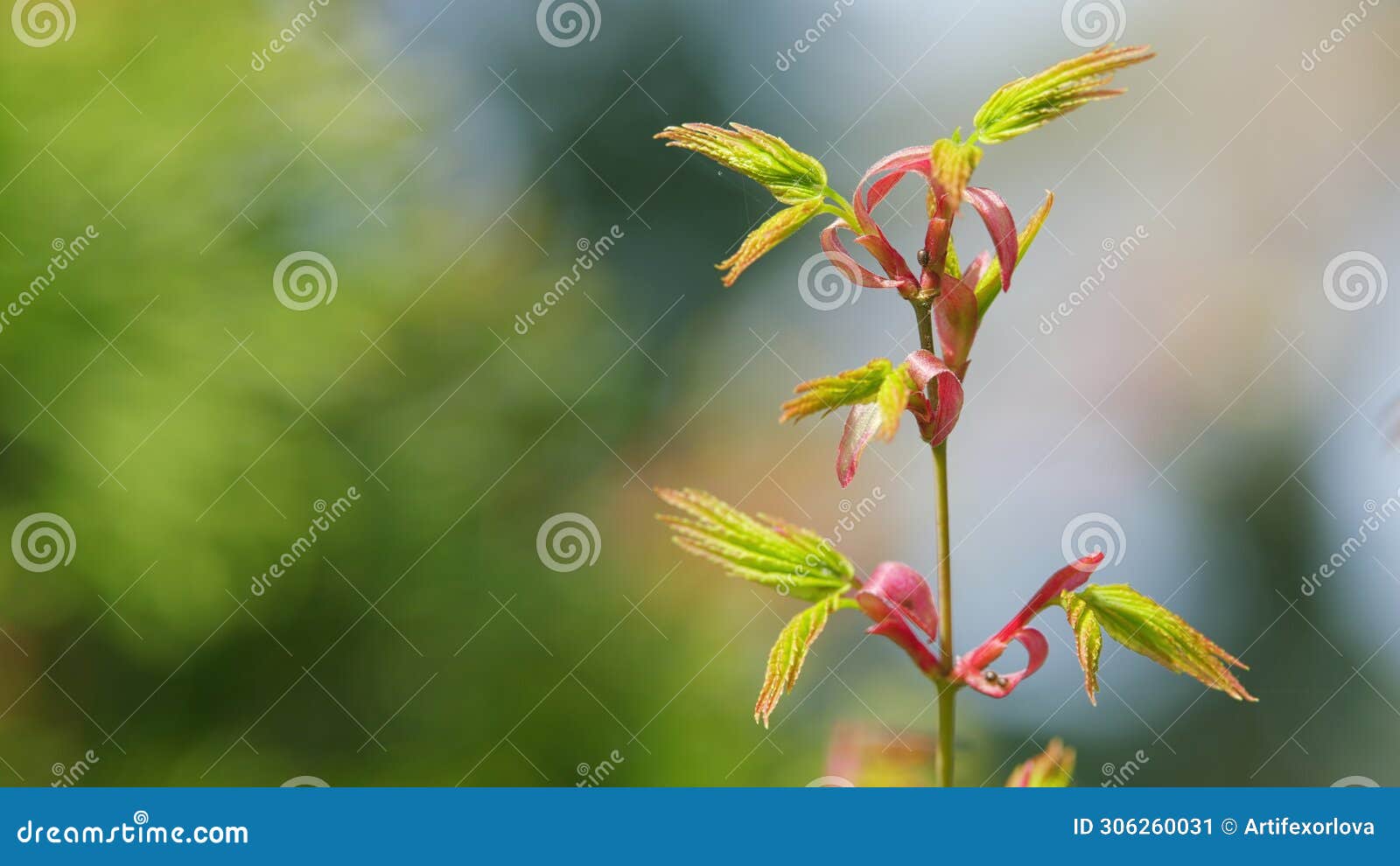Spring is Coming. Green Japanese Maple Shrub or Tree. Acer Leaves in ...
