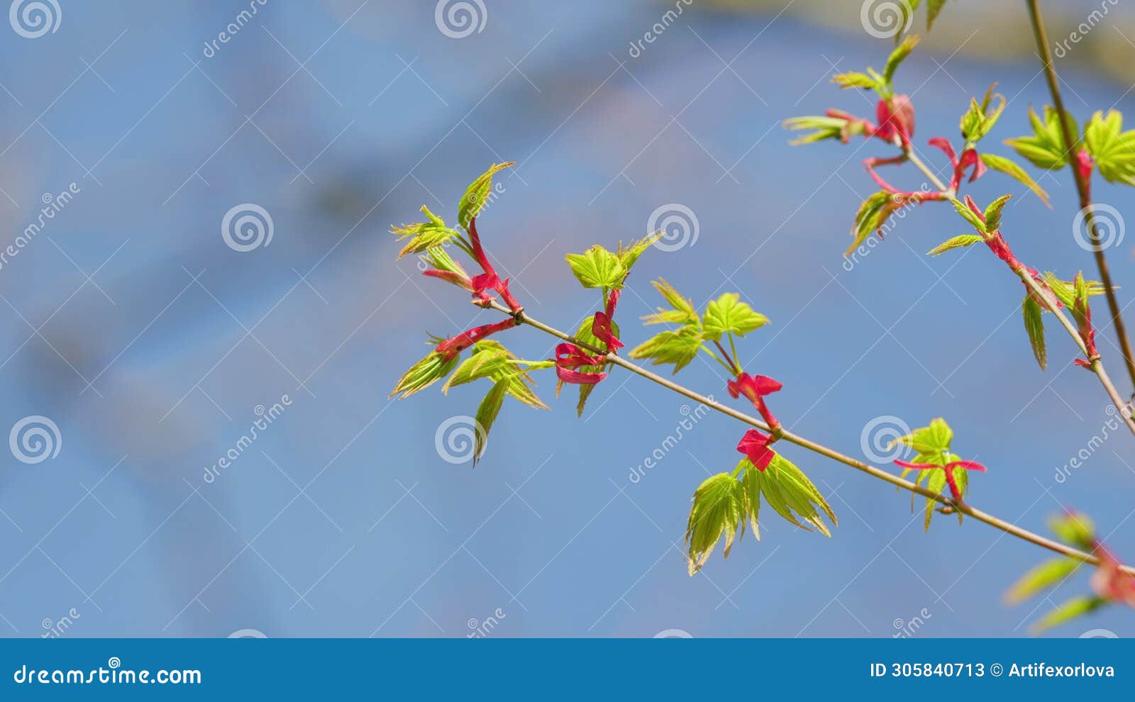 Spring is Coming. Green Japanese Maple Tree or Acer Palmatum. Green ...