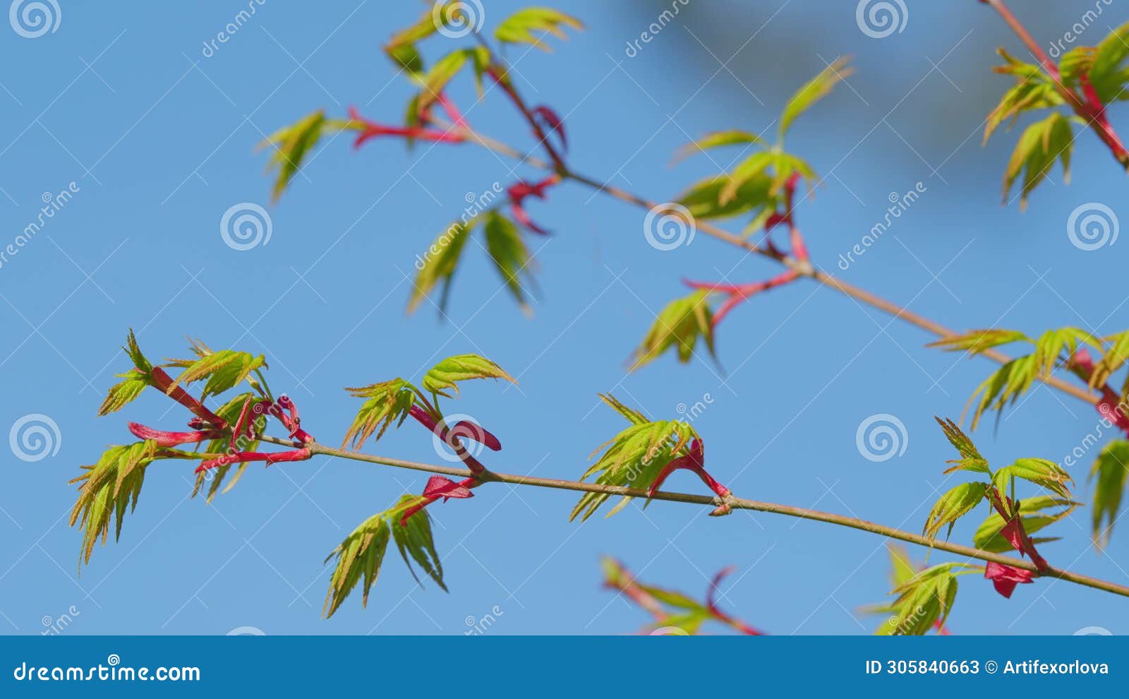 Spring is Coming. Leaves of Green Bark Japanese Maple. Japanese Maple ...