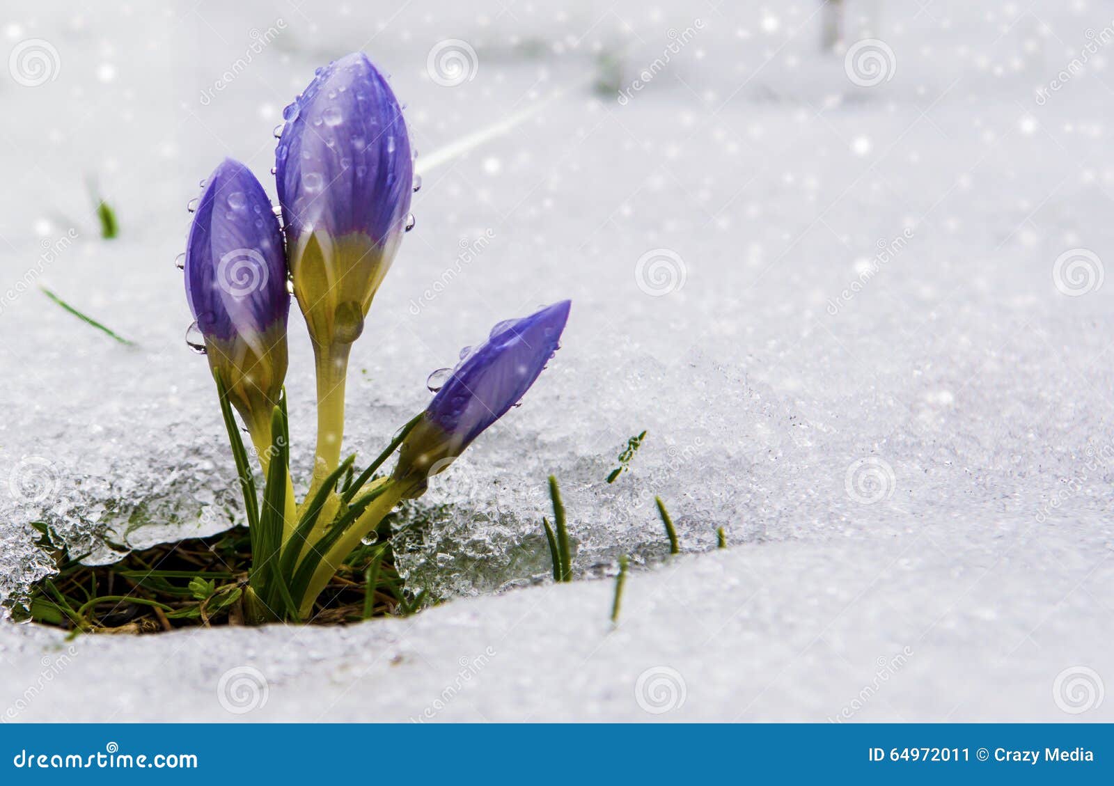 Spring is Coming stock image. Image of snowy, news, species - 64972011