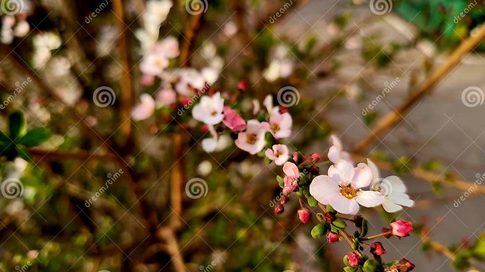 Spring is coming soon stock image. Image of nature, pink - 309678977