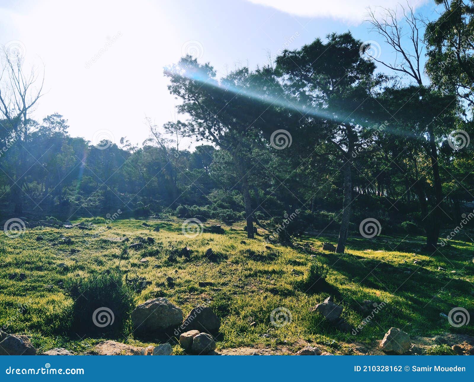 Spring coming soon stock photo. Image of soon, forest - 210328162