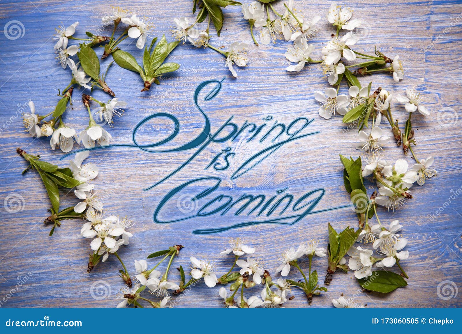 Spring is Coming Text , Spring Blossom Flower Cherry Tree on Blue Wood ...
