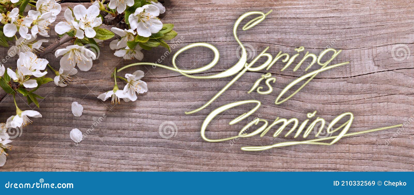 Spring is Coming Text, Flowers on Background of Old Vintage Wopod Board ...