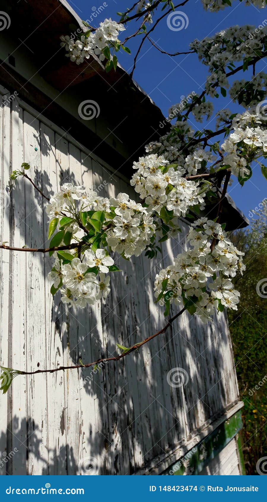 Spring is Coming To the Nature and Our Hearts.. Stock Photo - Image of ...